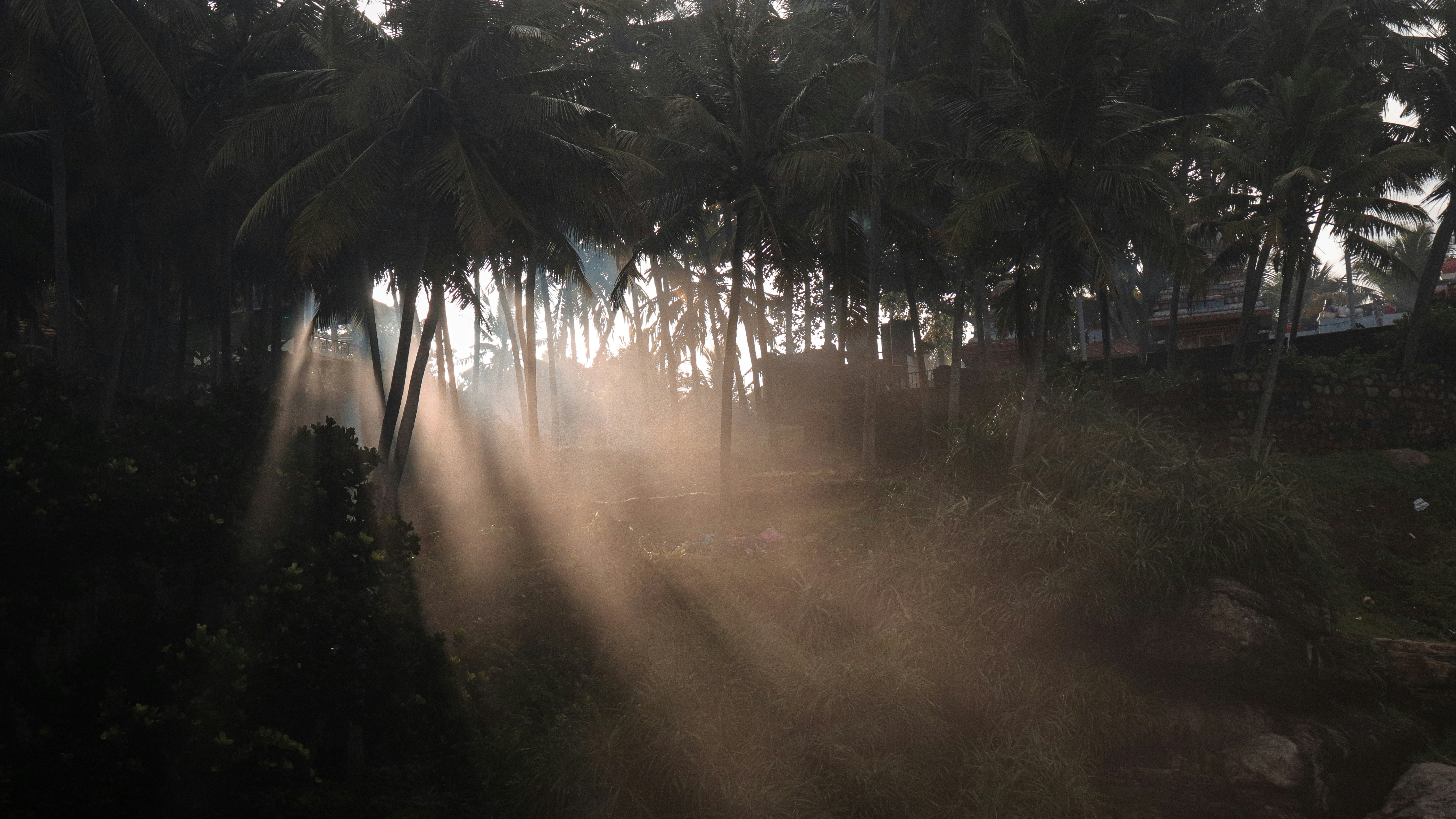 Dawn Rays Through a Palm Forest Shrouded in Mist