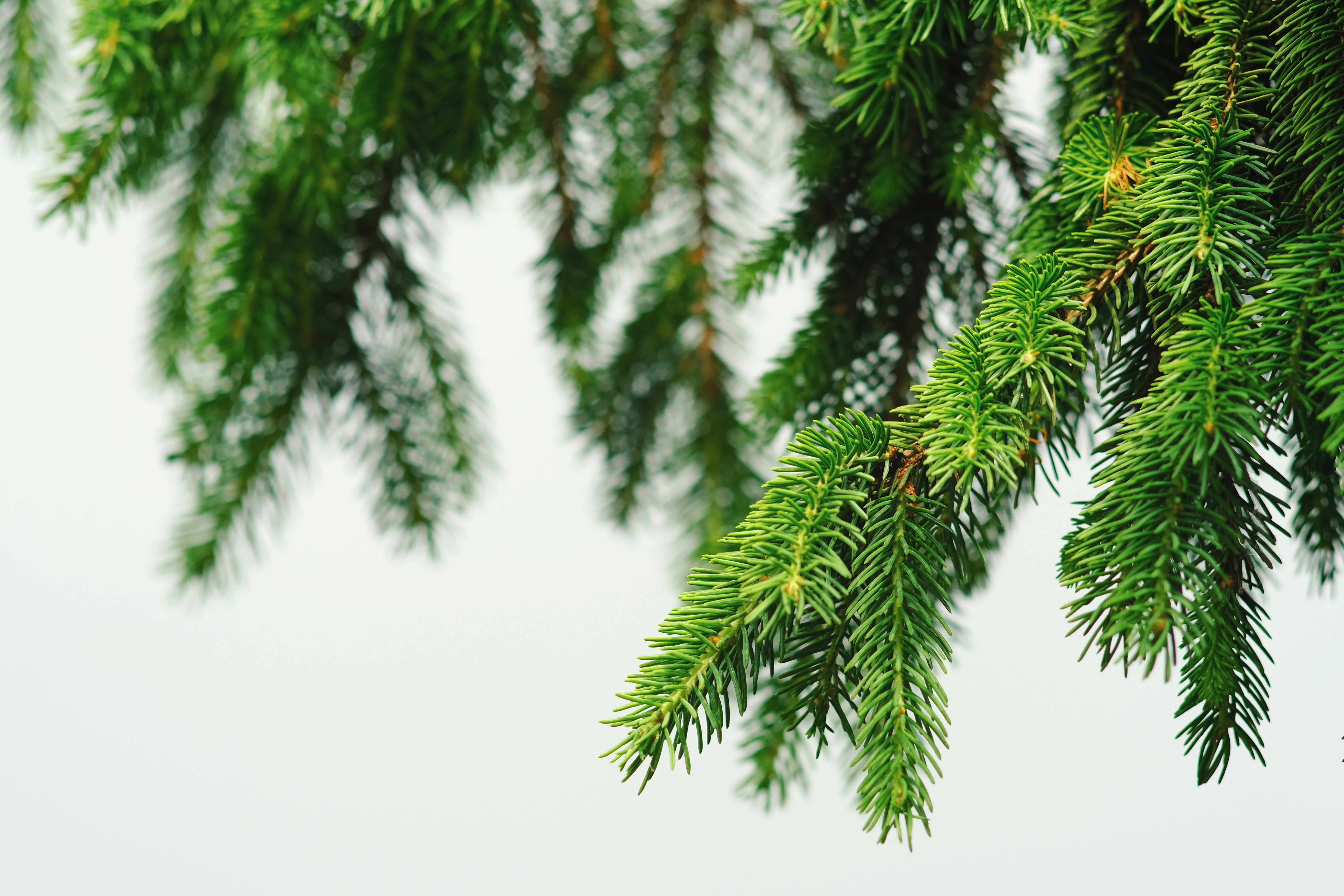 350+ Pine Tree Pictures | Download Free Images & Stock Photos on Unsplash