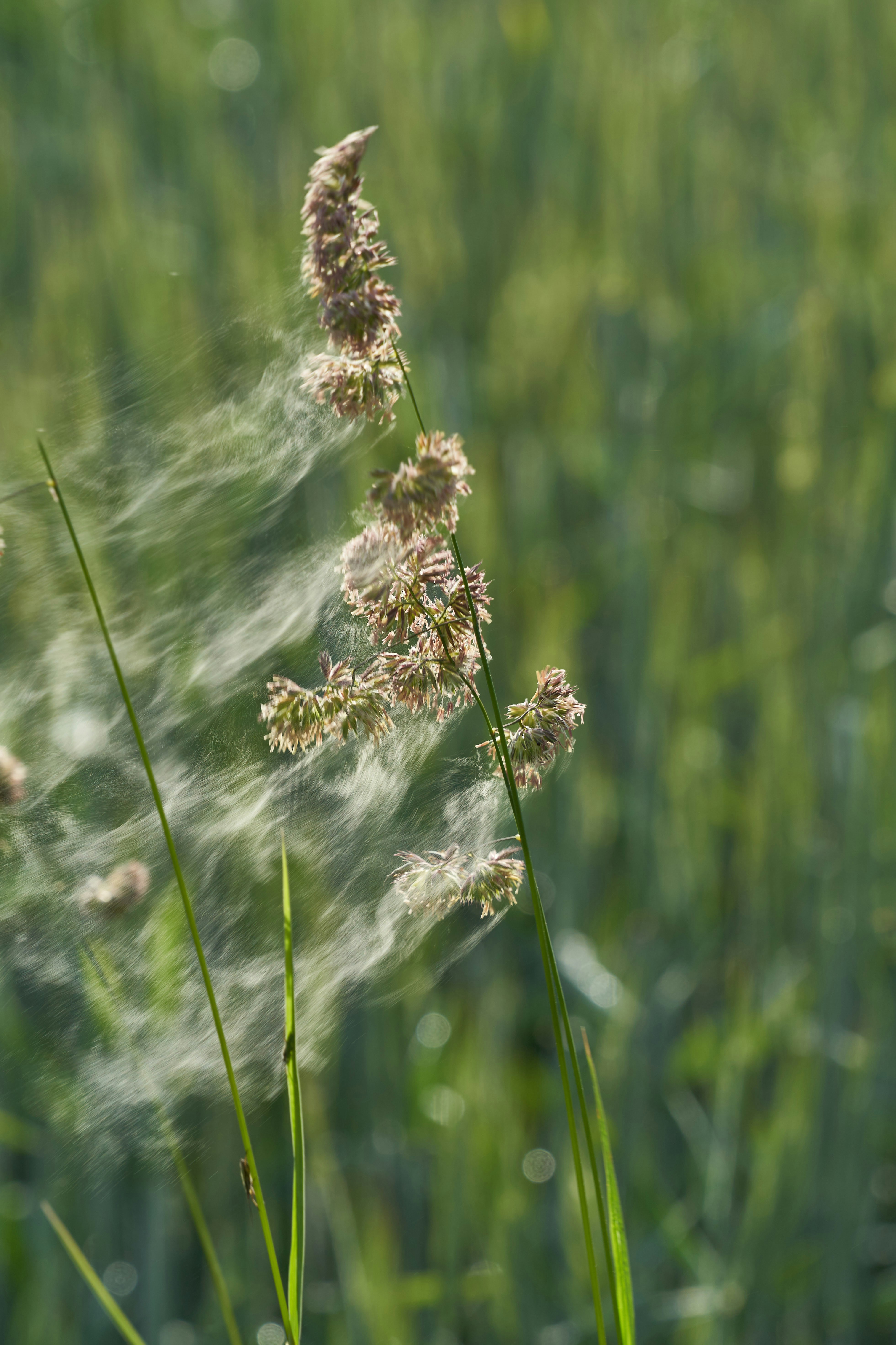 Whispers of the Meadow: Sunlit Seed Heads in a Quiet Field