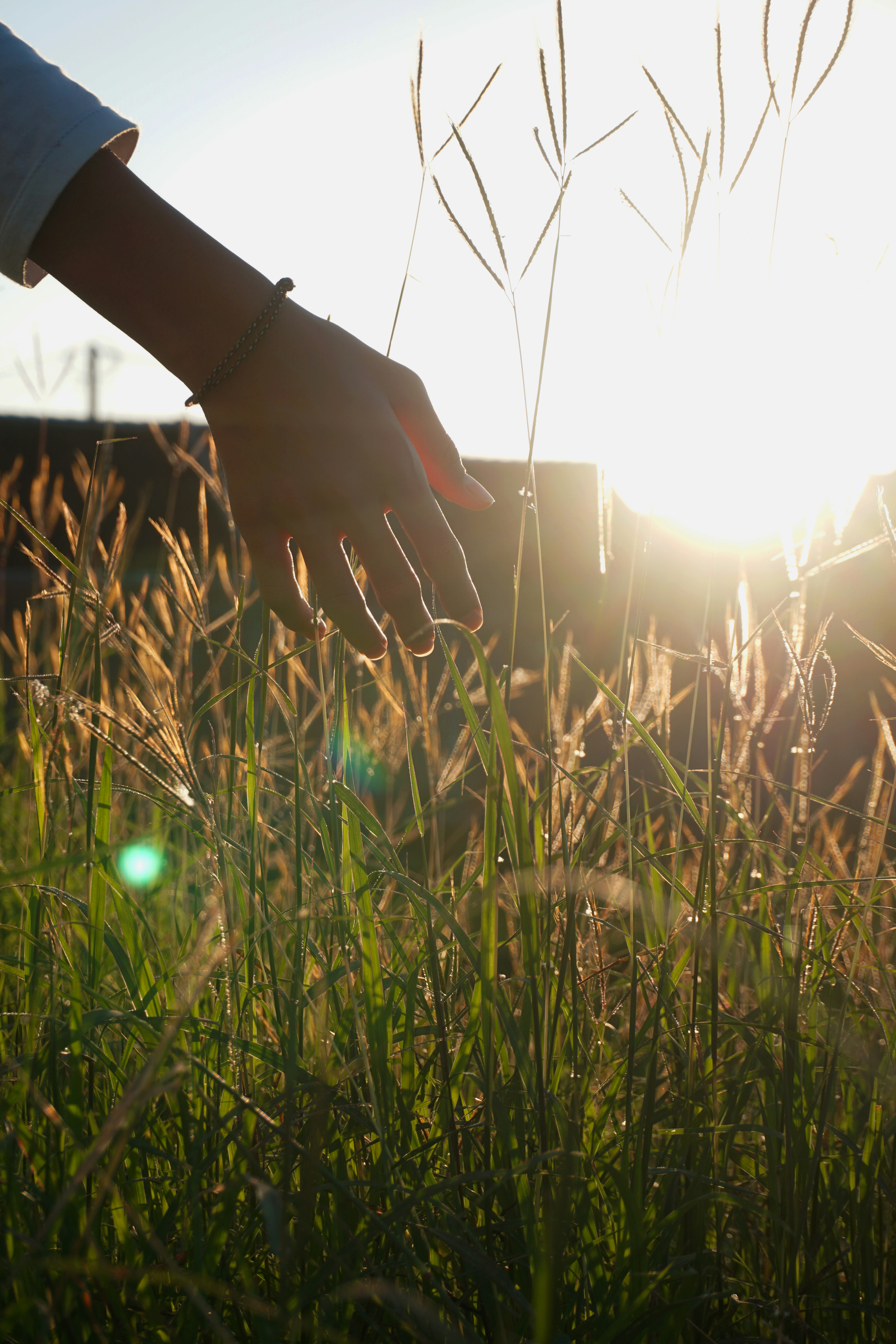 A hand delicately brushes through tall grass, illuminated by the warm glow of the setting sun.
