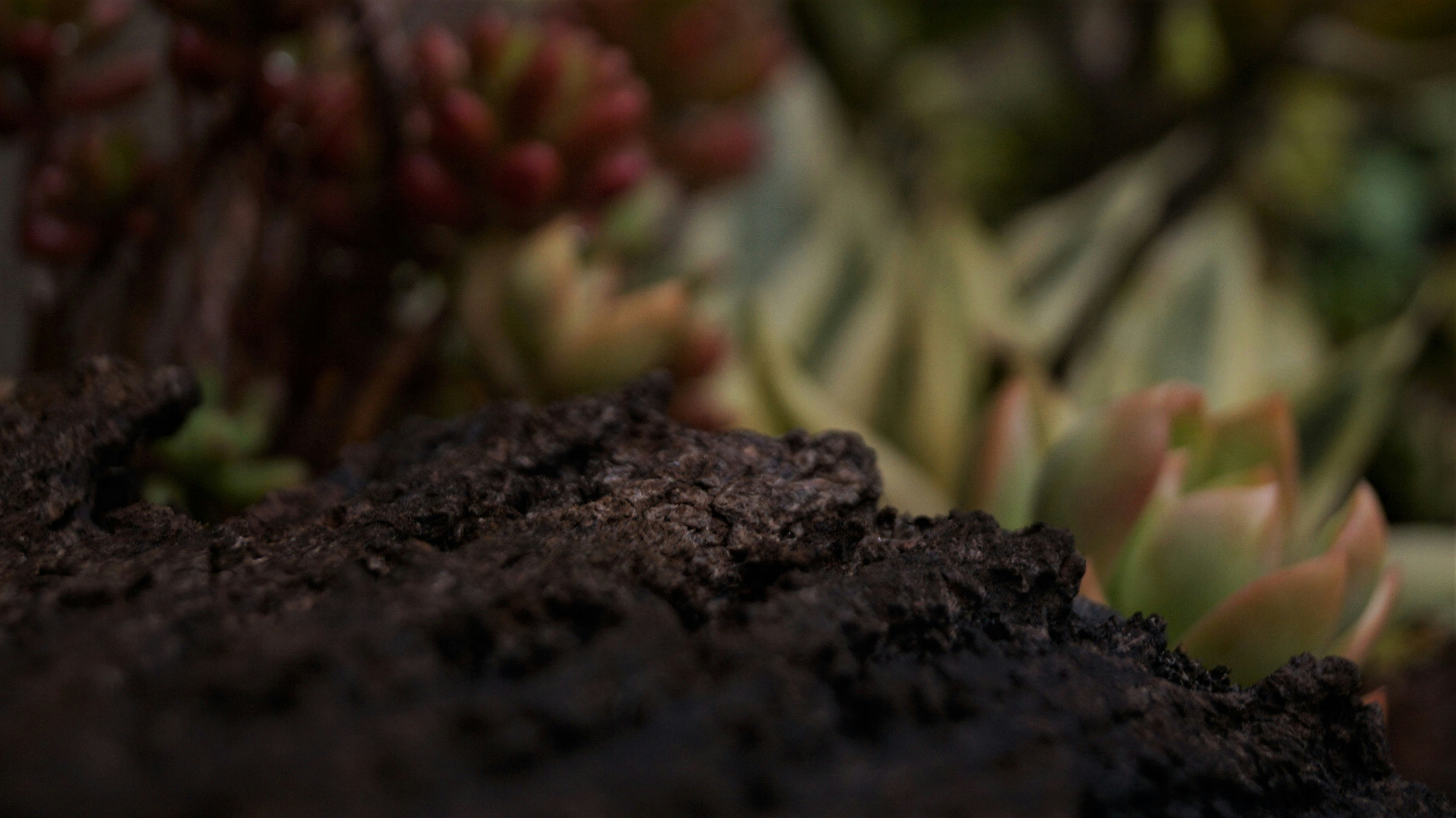 Ground-Level Geometry: Dark Soil Embraces Subtle Succulent Rosettes