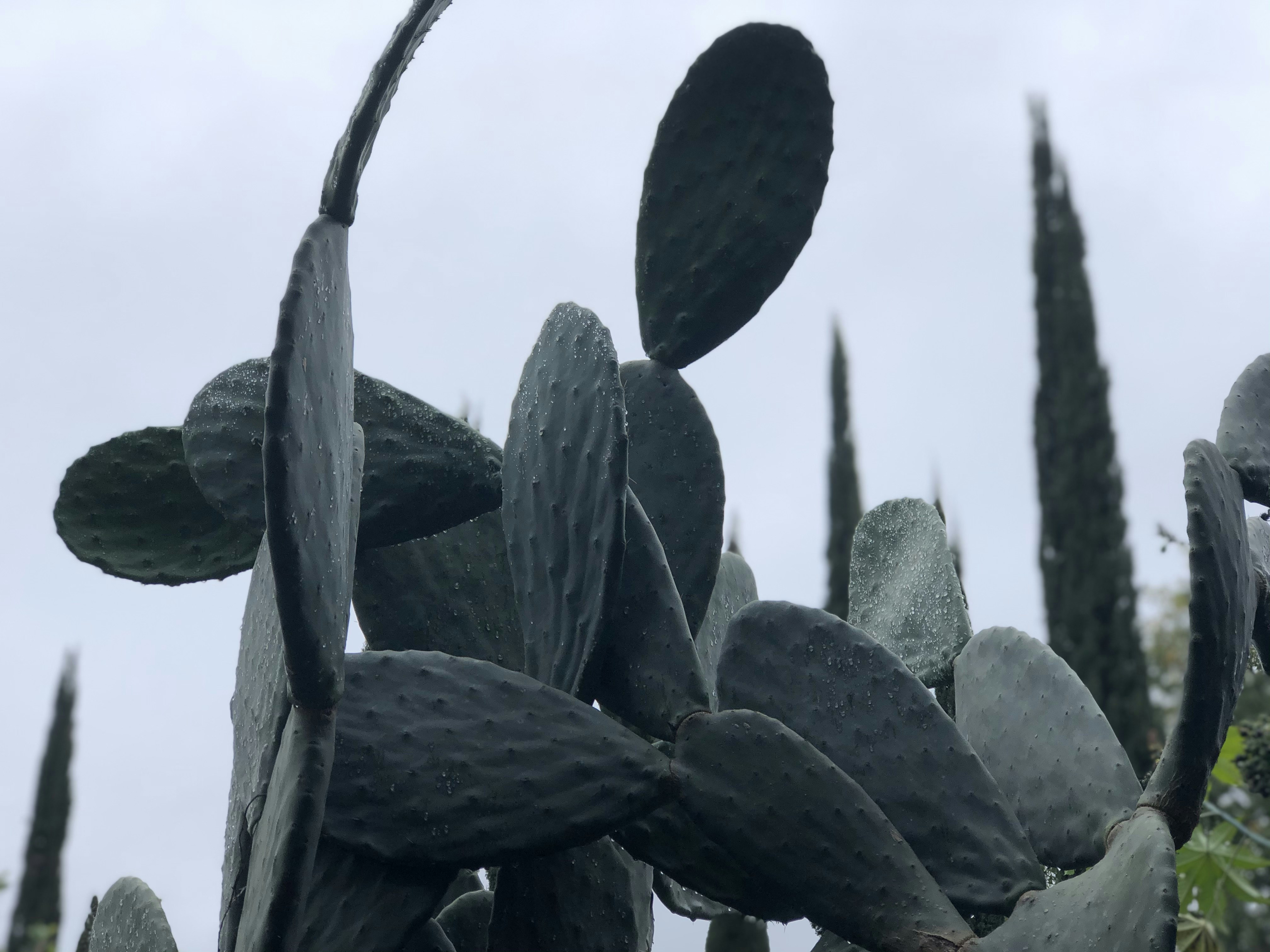 green plant in close up photography