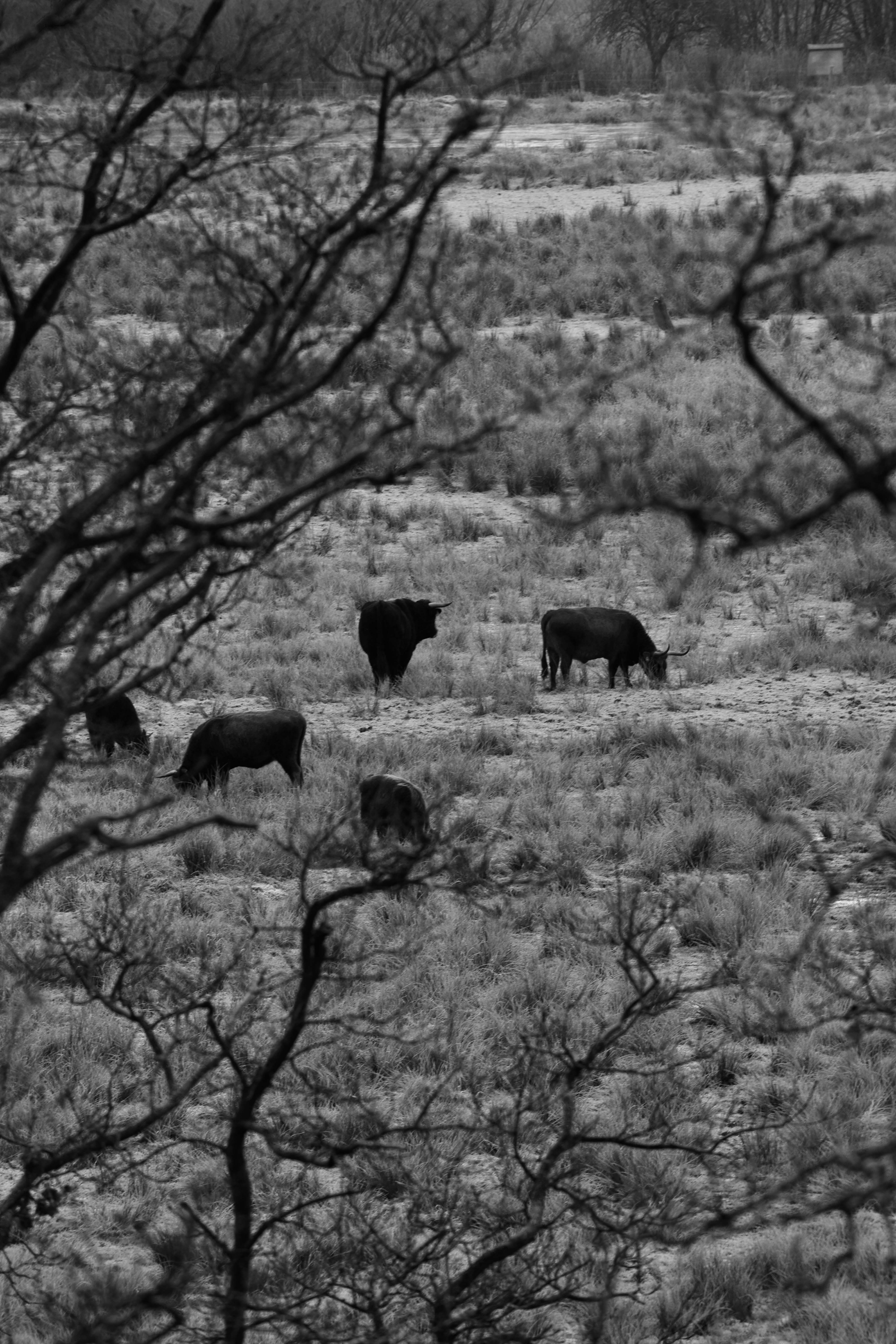 Grayscale photo of cow on grass field photo – Free Grey Image on Unsplash