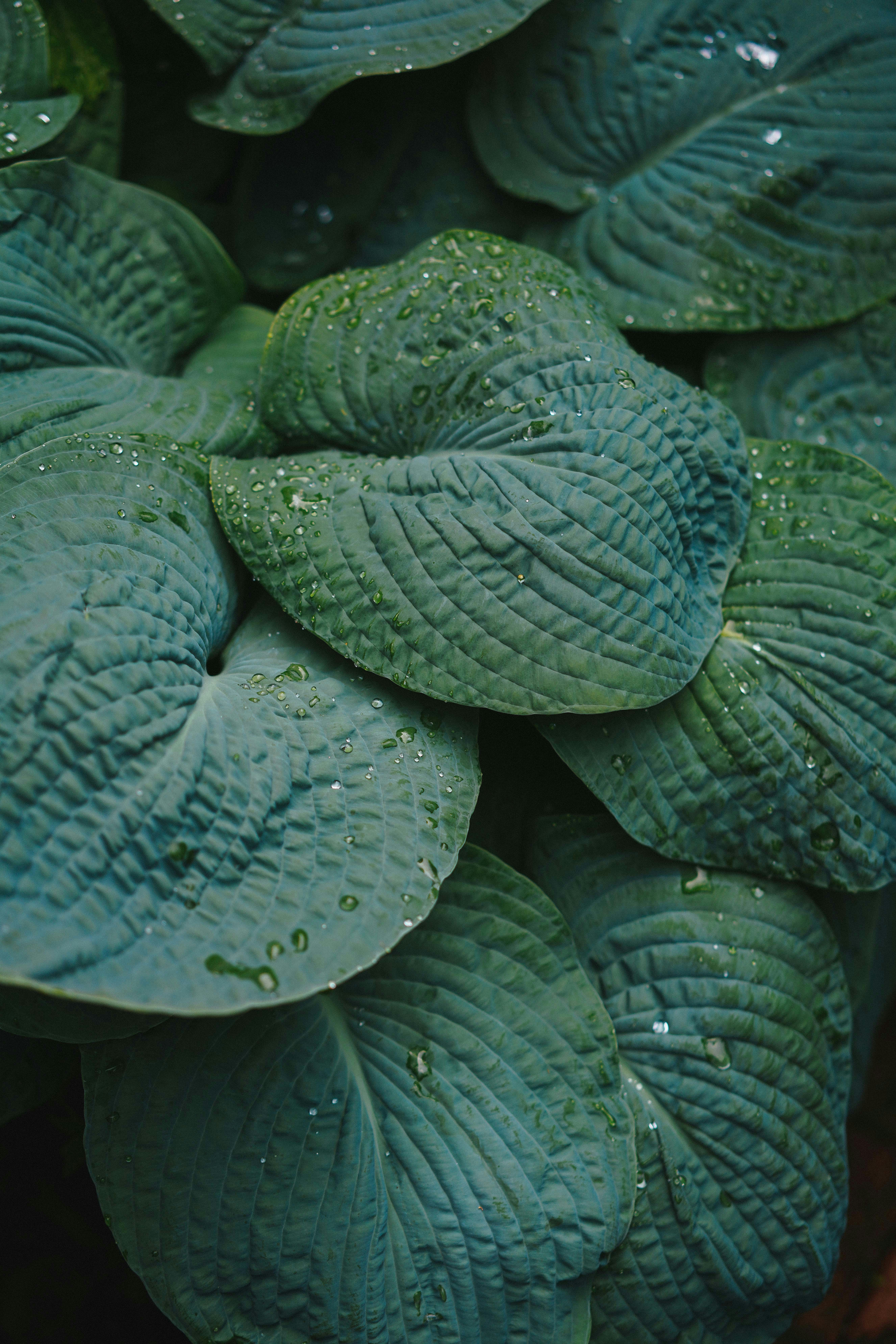 Close-up of lush green hosta leaves adorned with droplets, showcasing intricate textures and natural beauty.