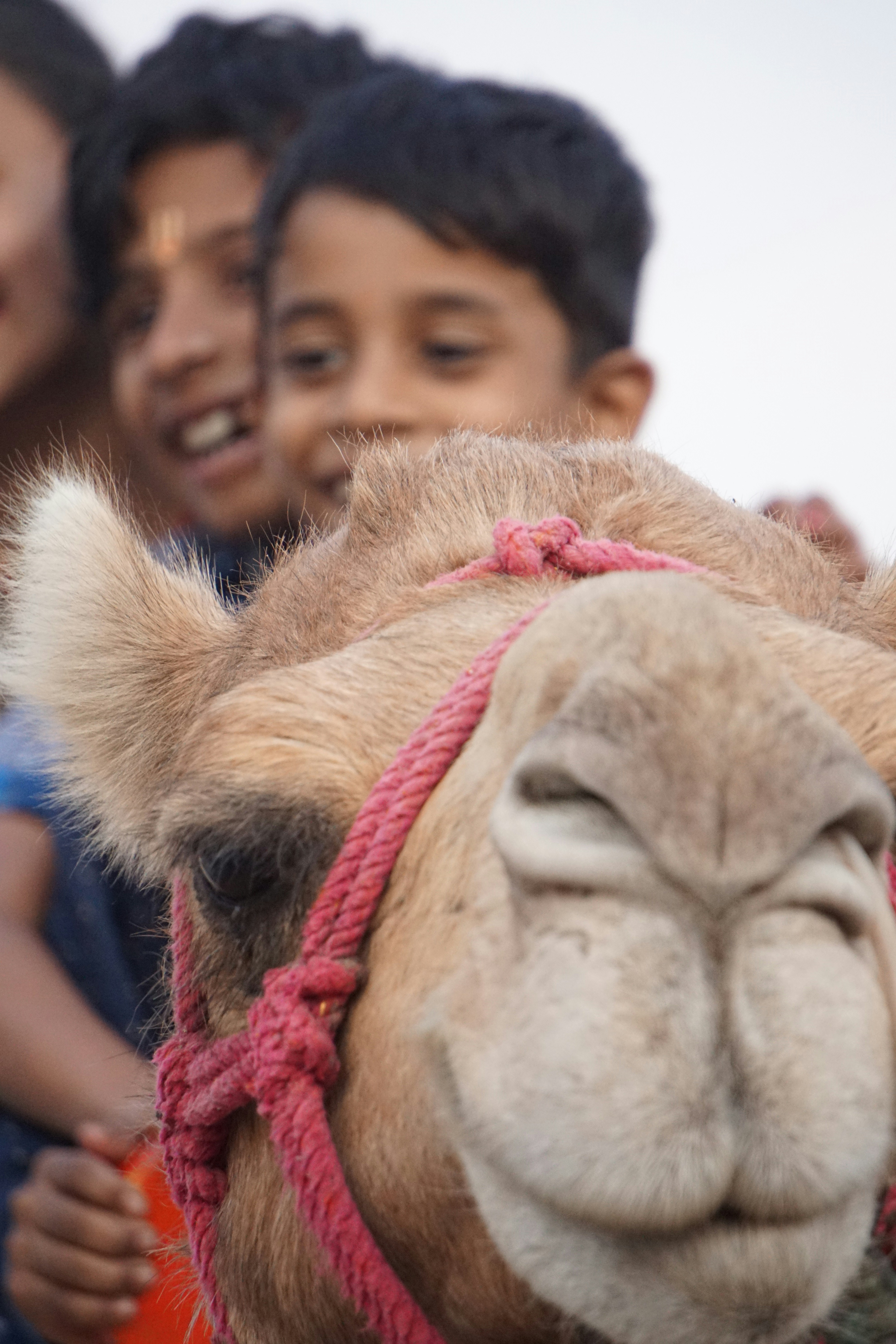 Close-Up with a Grinning Camel: Playful Portraits Behind the Hump