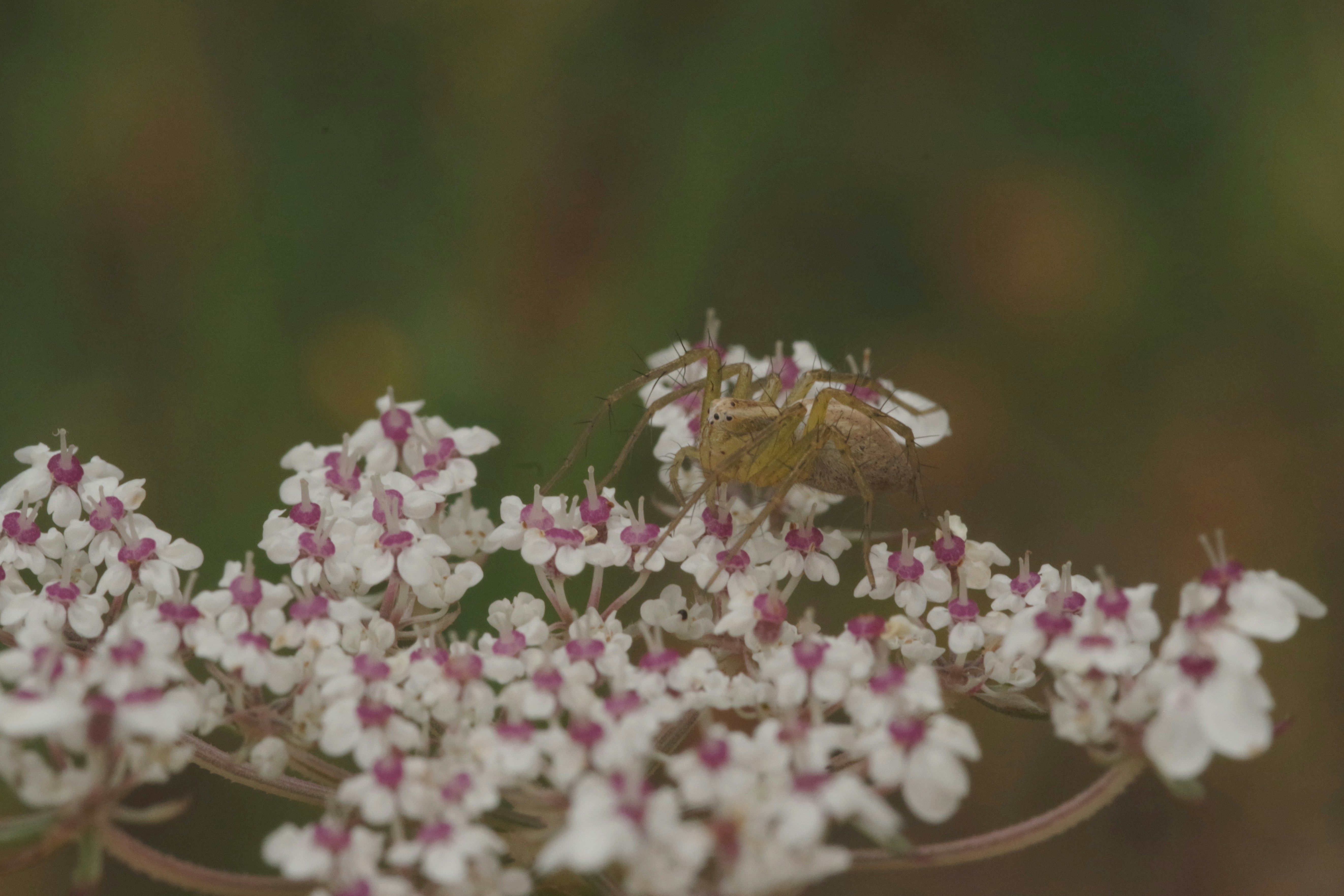 Araignée brune sur fleurs roses et blanches photo – Photo La France ...