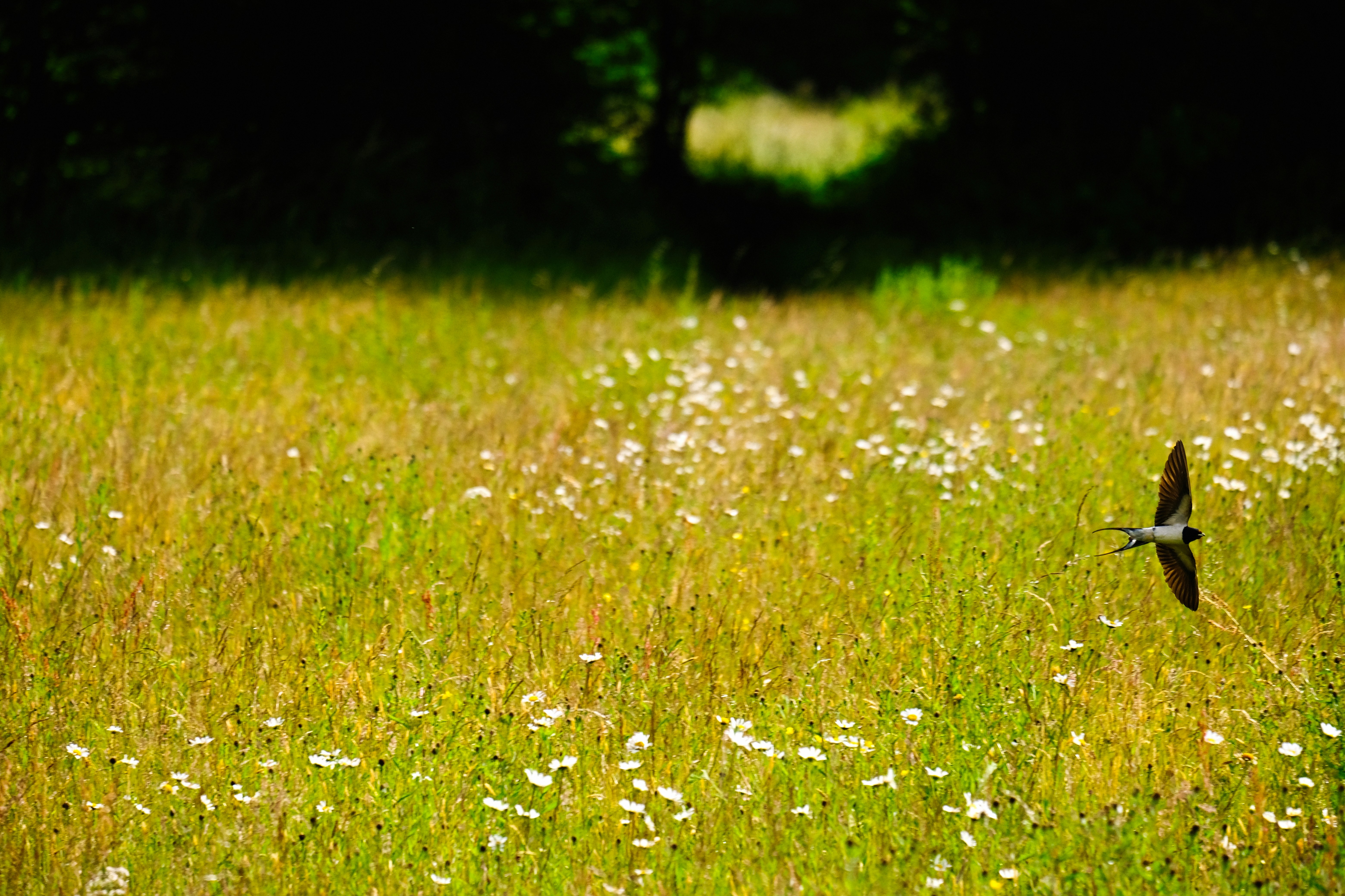 A bird gracefully gliding over a vibrant meadow filled with wildflowers, capturing the essence of freedom and nature's beauty.