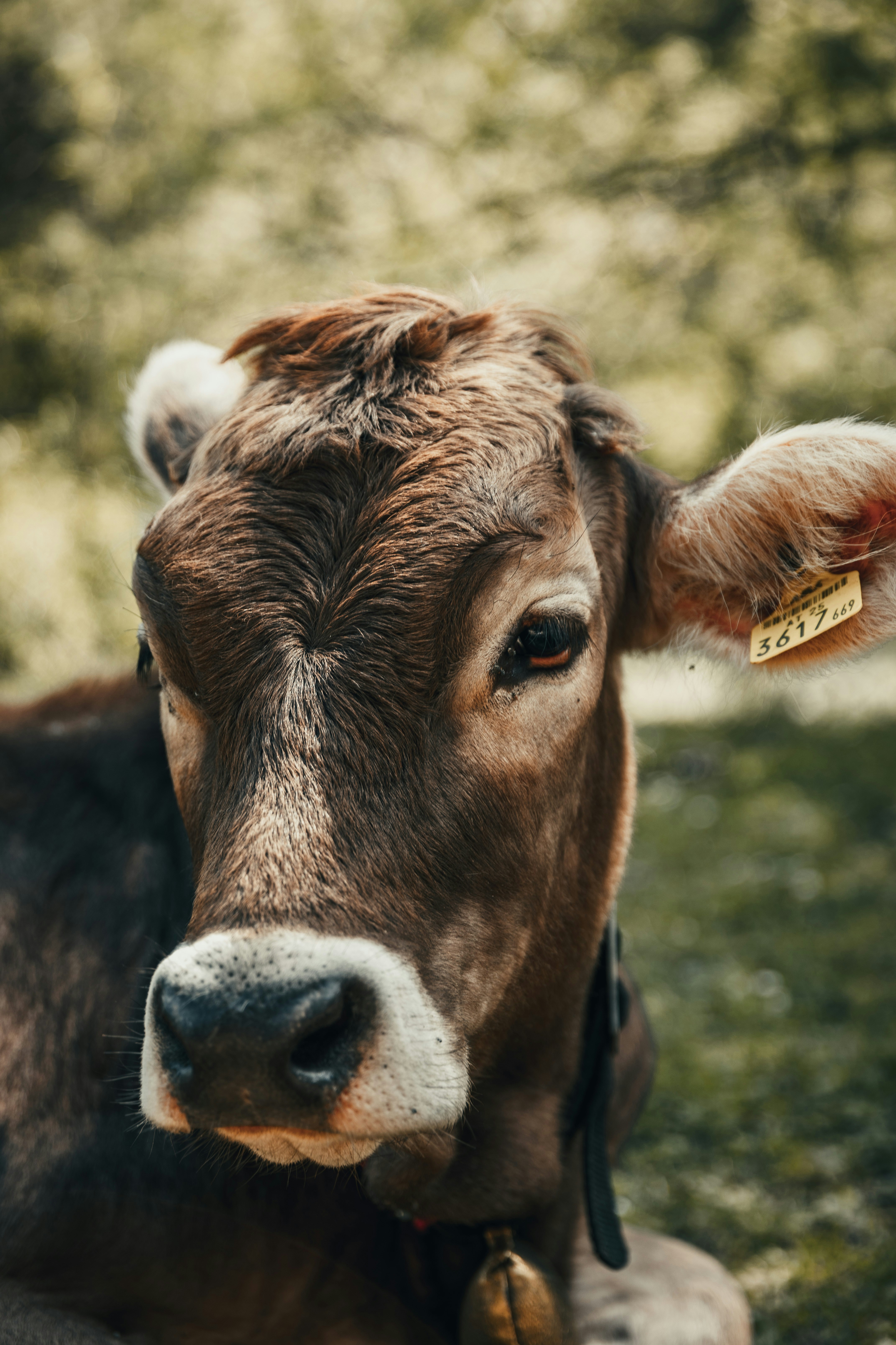 Amber-Eyed Portrait: Close-Up of a Curious Cow in Dappled Pasture Light