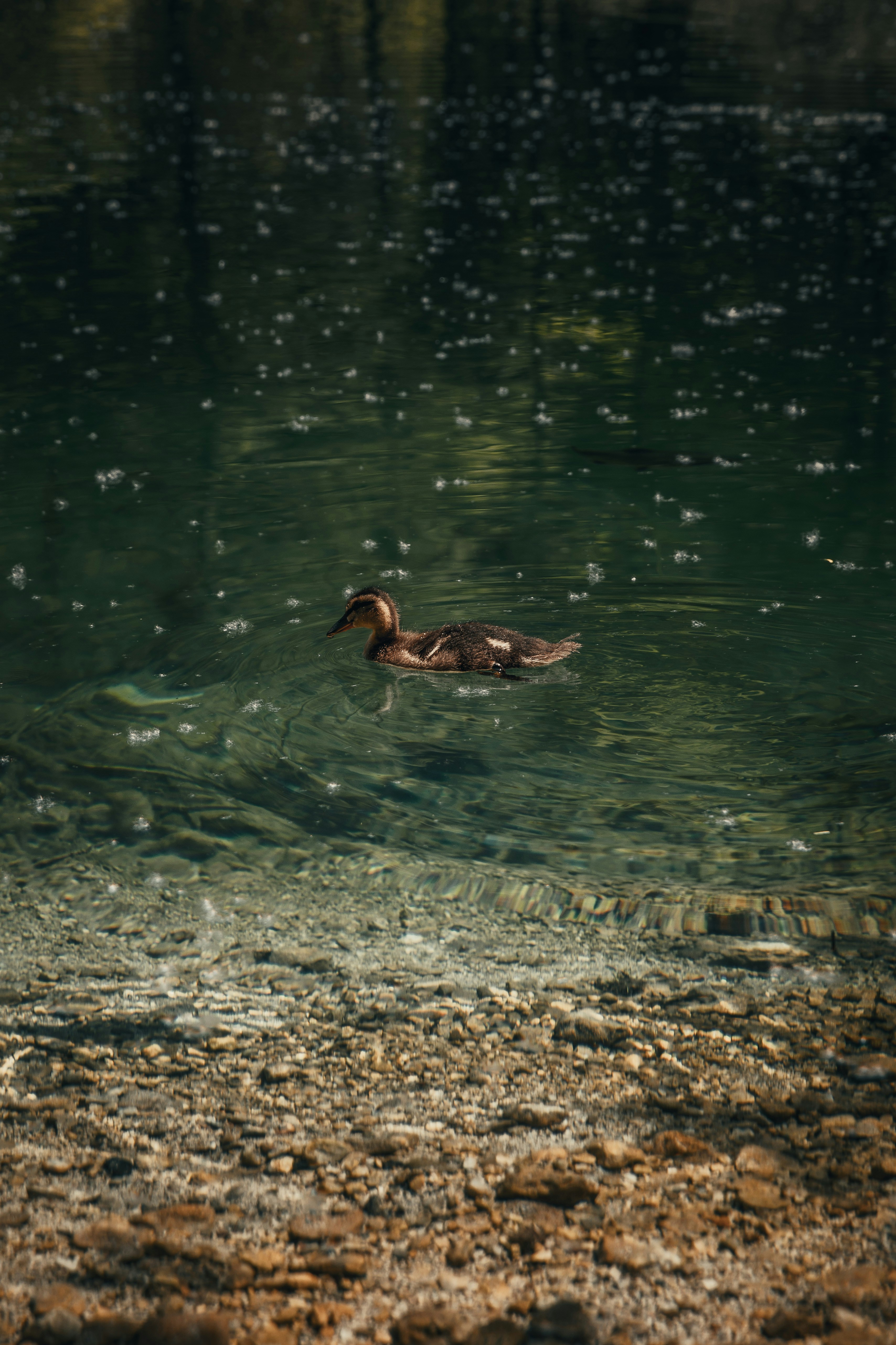 Ducking in lake