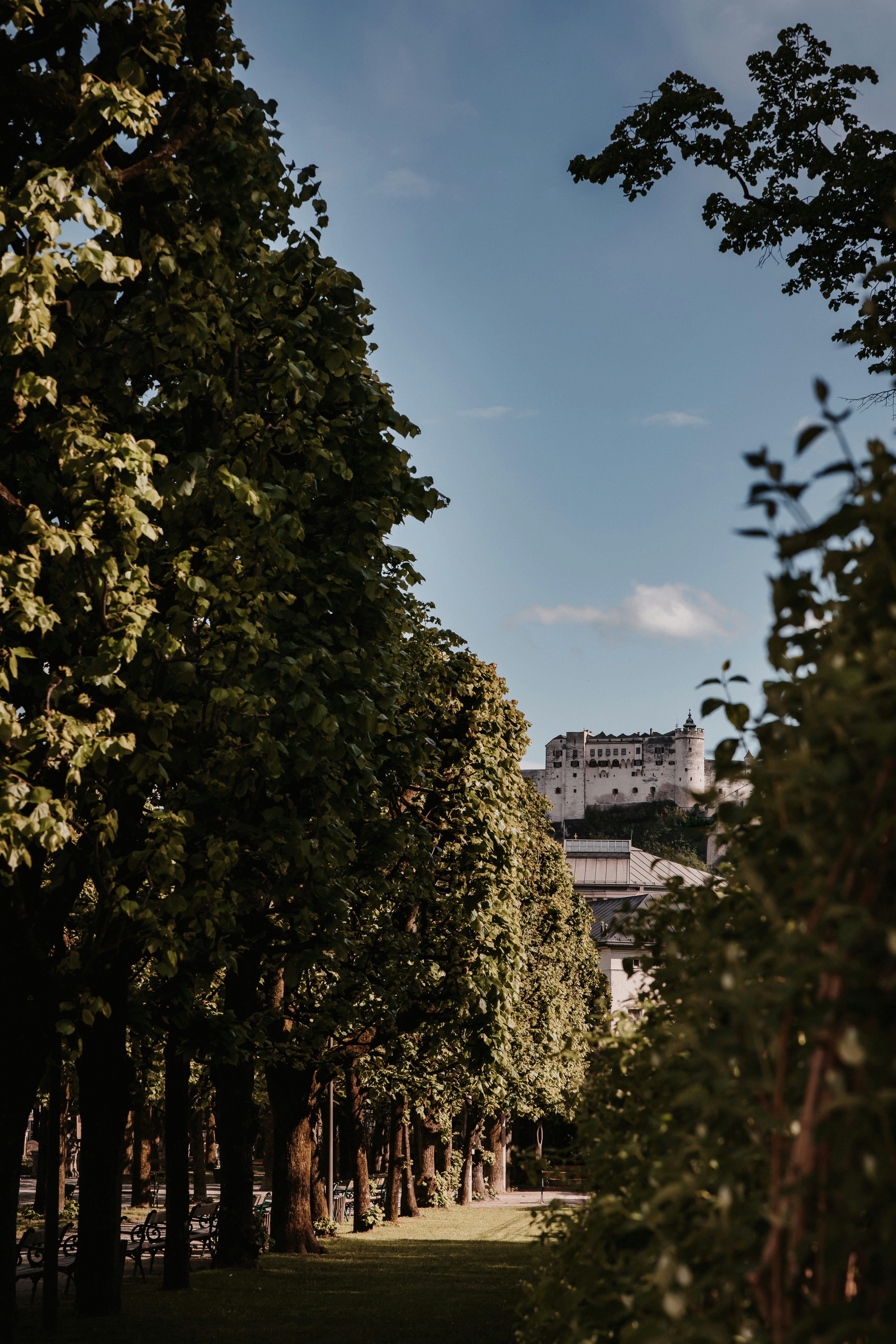 Pathway lined with trees leading to a distant castle under a clear blue sky.