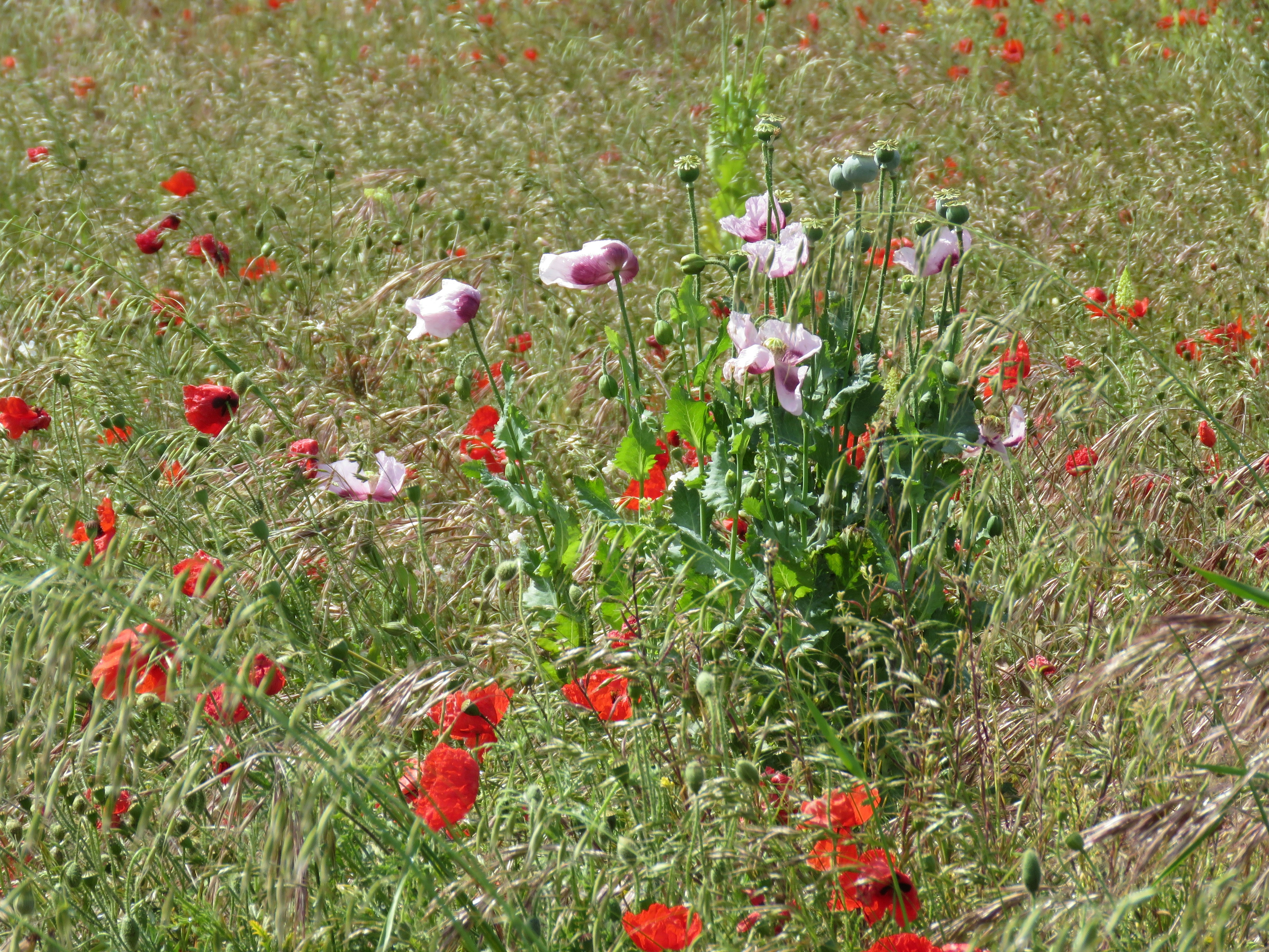 Foto Flores rojas y blancas en un campo de hierba verde durante el día ...