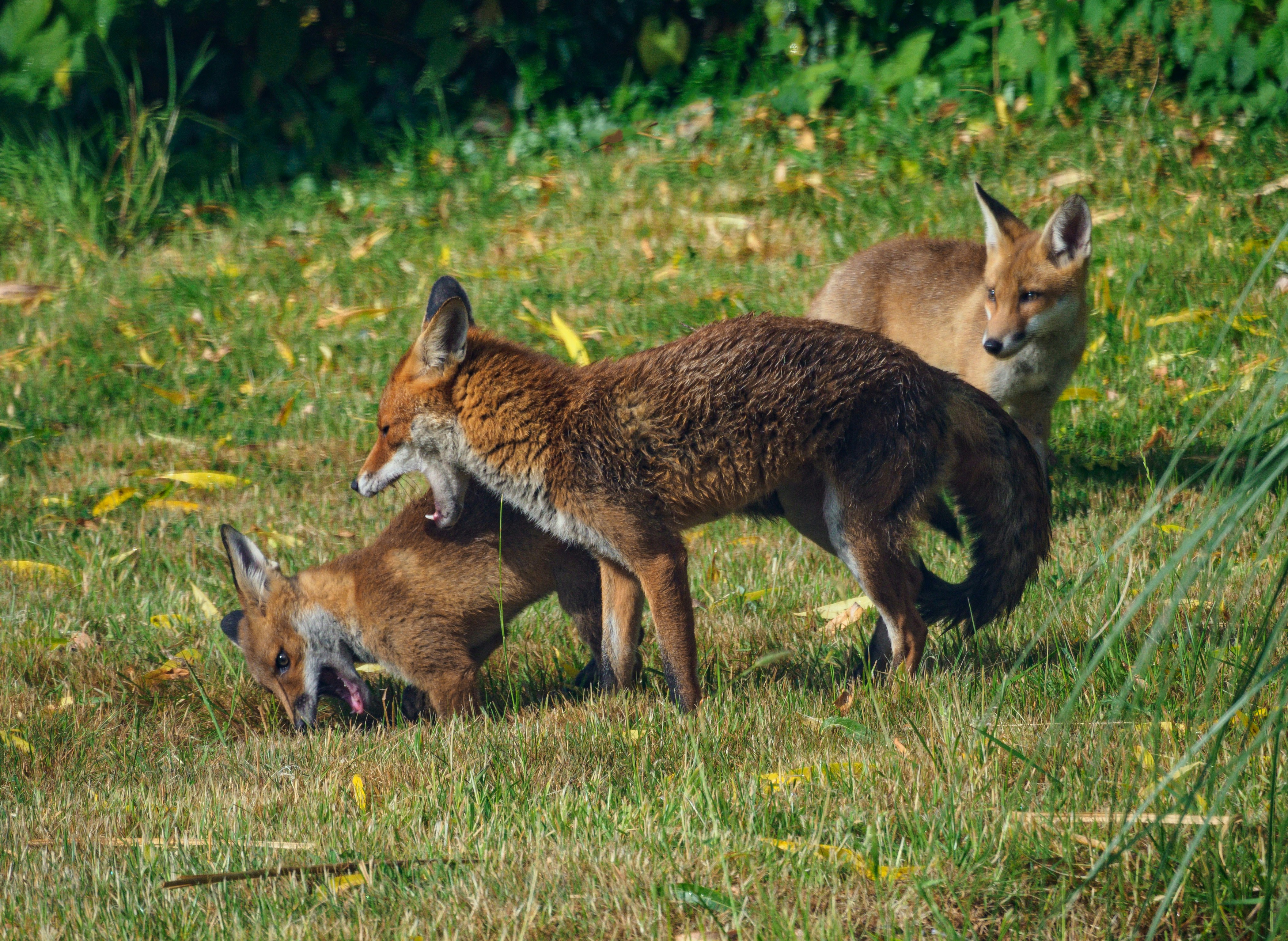 Three red foxes playfully interacting in a sunlit grassy area, showcasing their natural behavior and social dynamics.