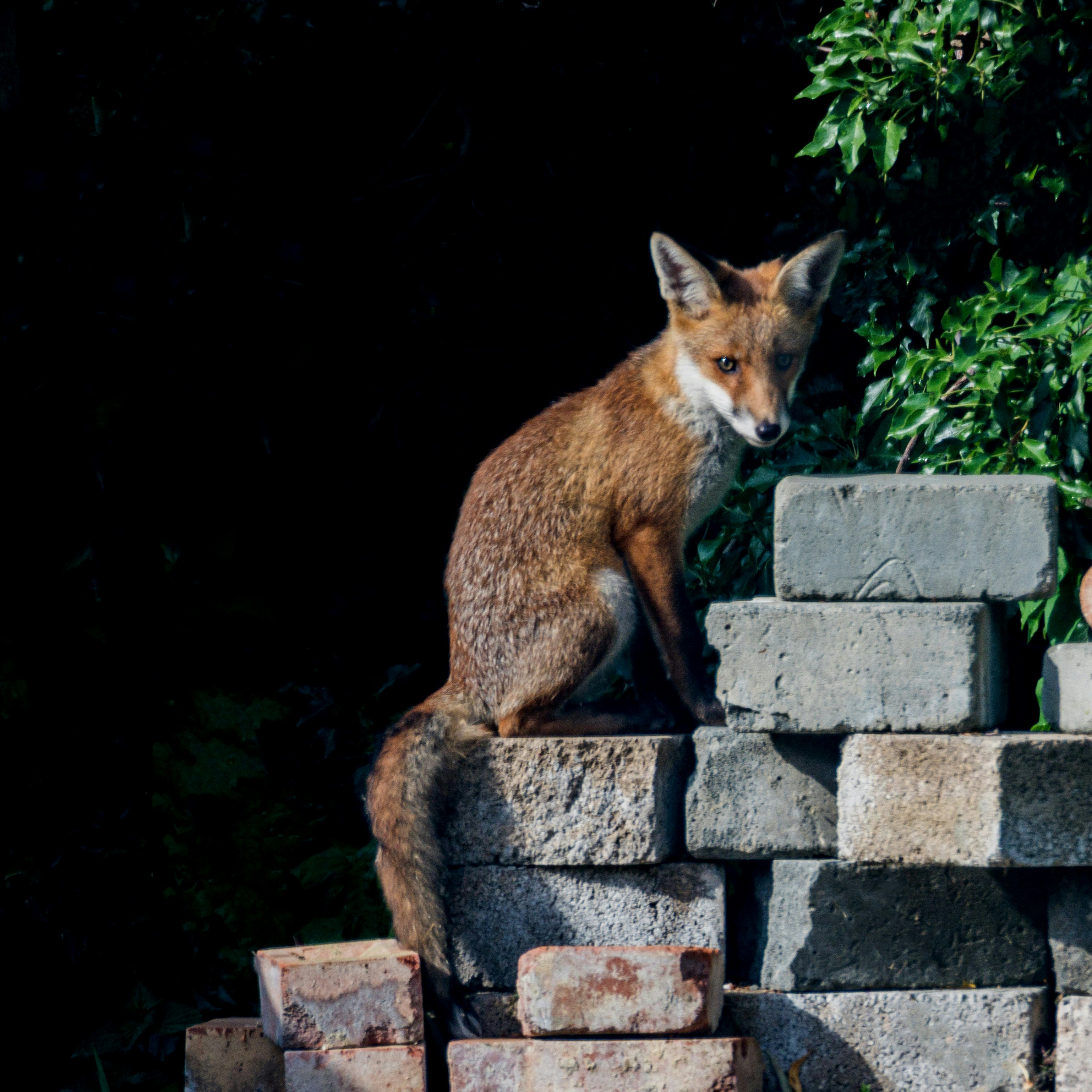 Fox on a Concrete Crest: A Quiet Red on a Geometric Perch