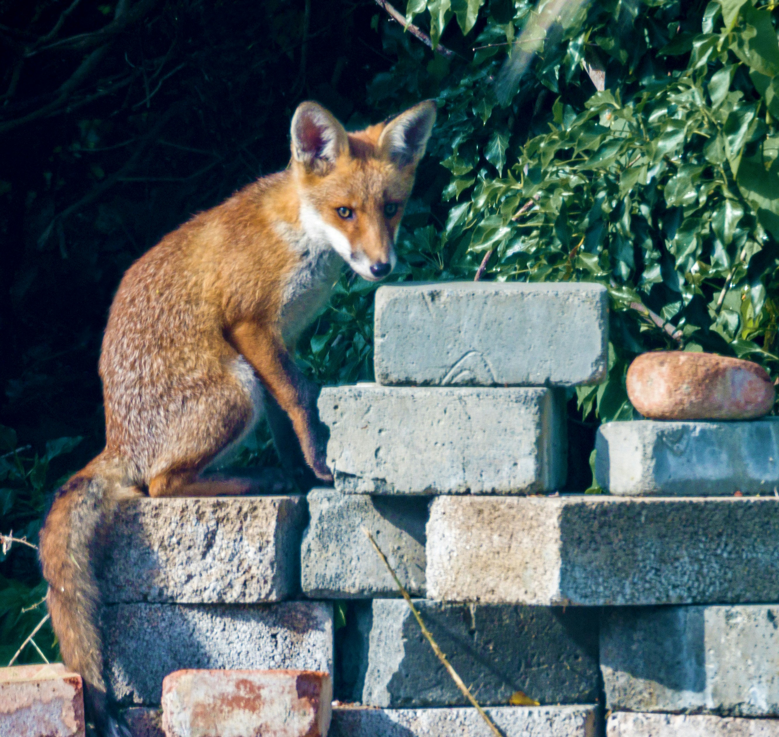 Vigilant Fox on a Brick Terrace