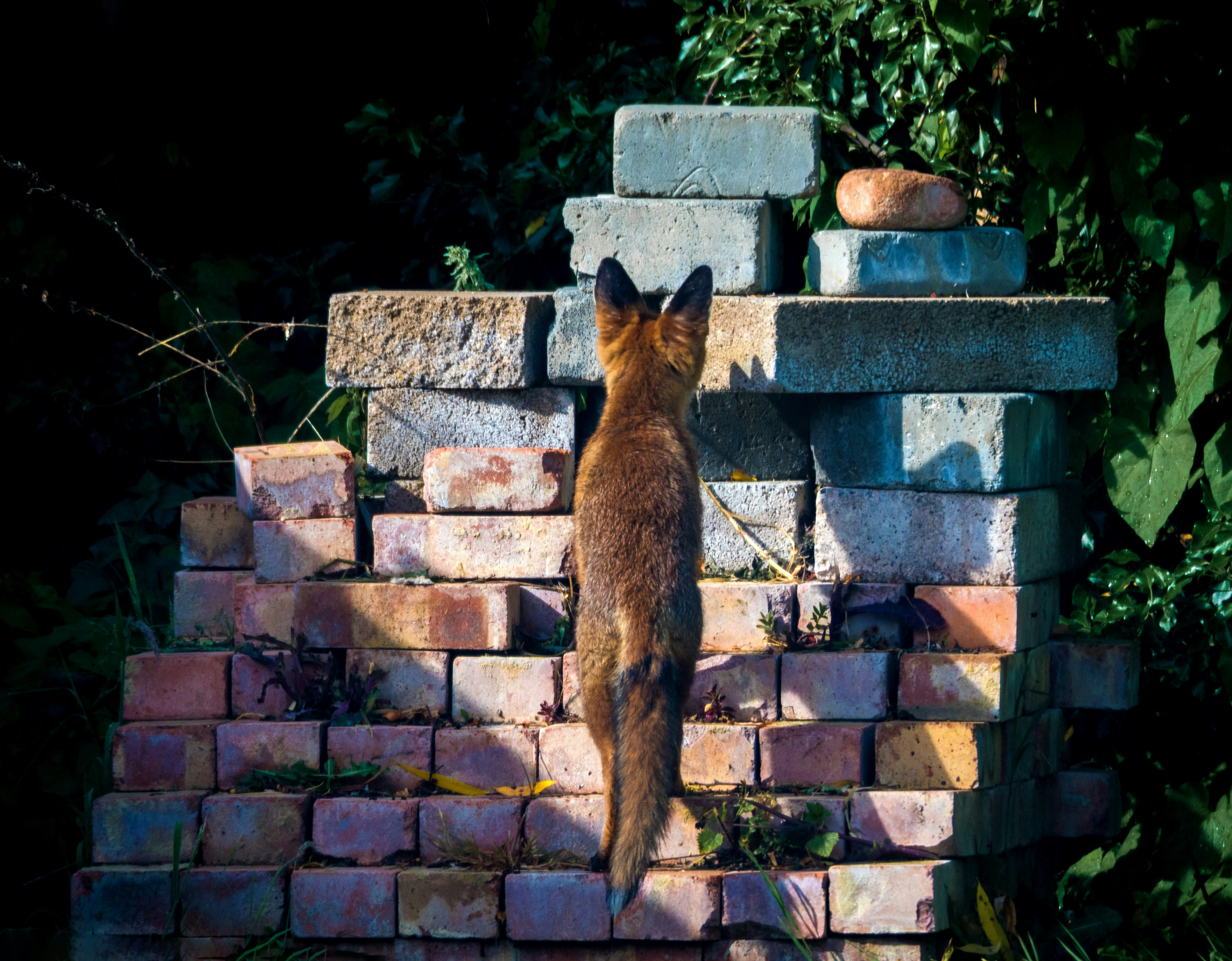 A young fox climbing a stack of bricks, exploring its surroundings with keen interest.