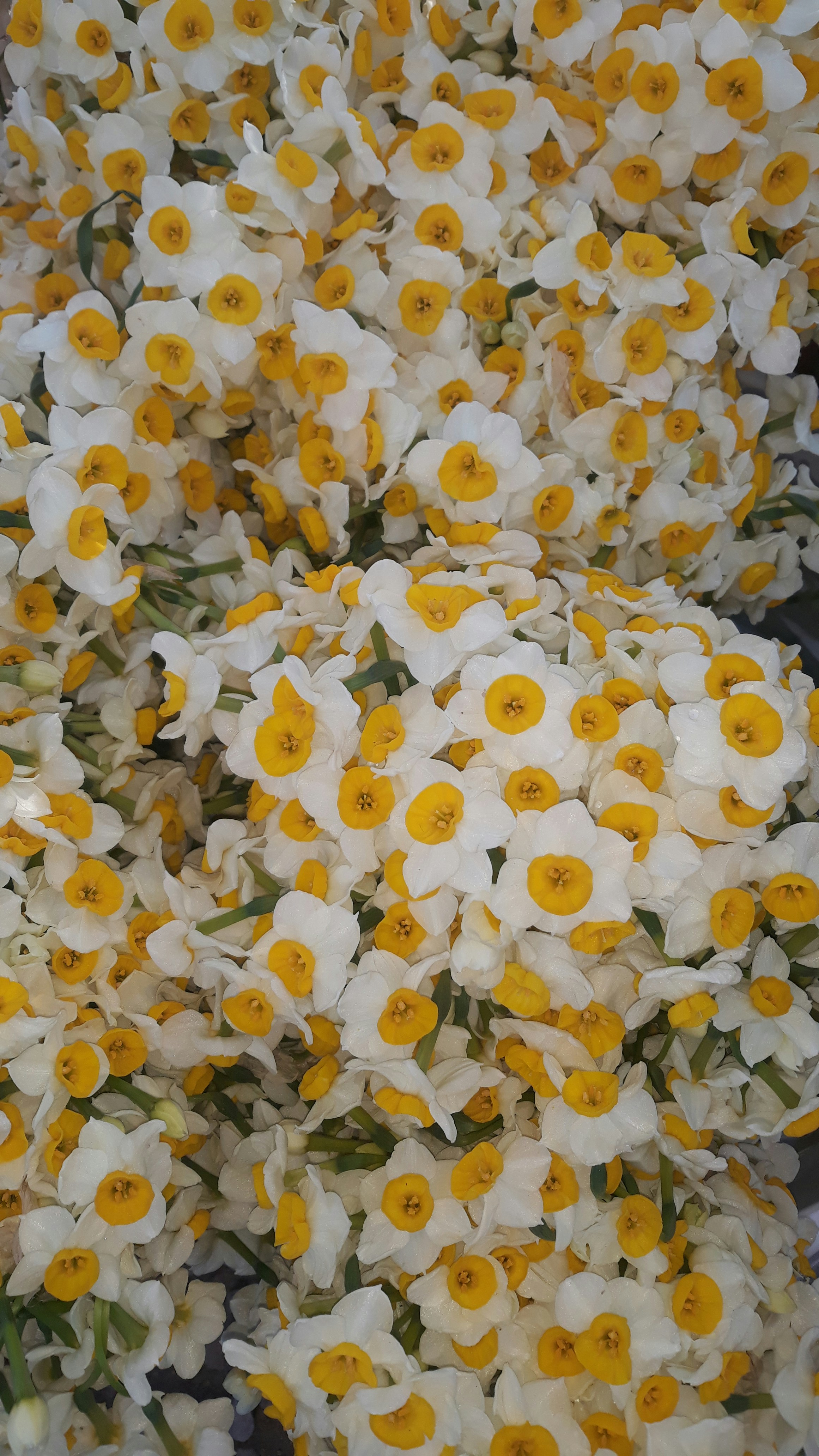 Vibrant clusters of white flowers with striking yellow centers create a lush floral tapestry. Perfect for floral arrangements or nature studies.