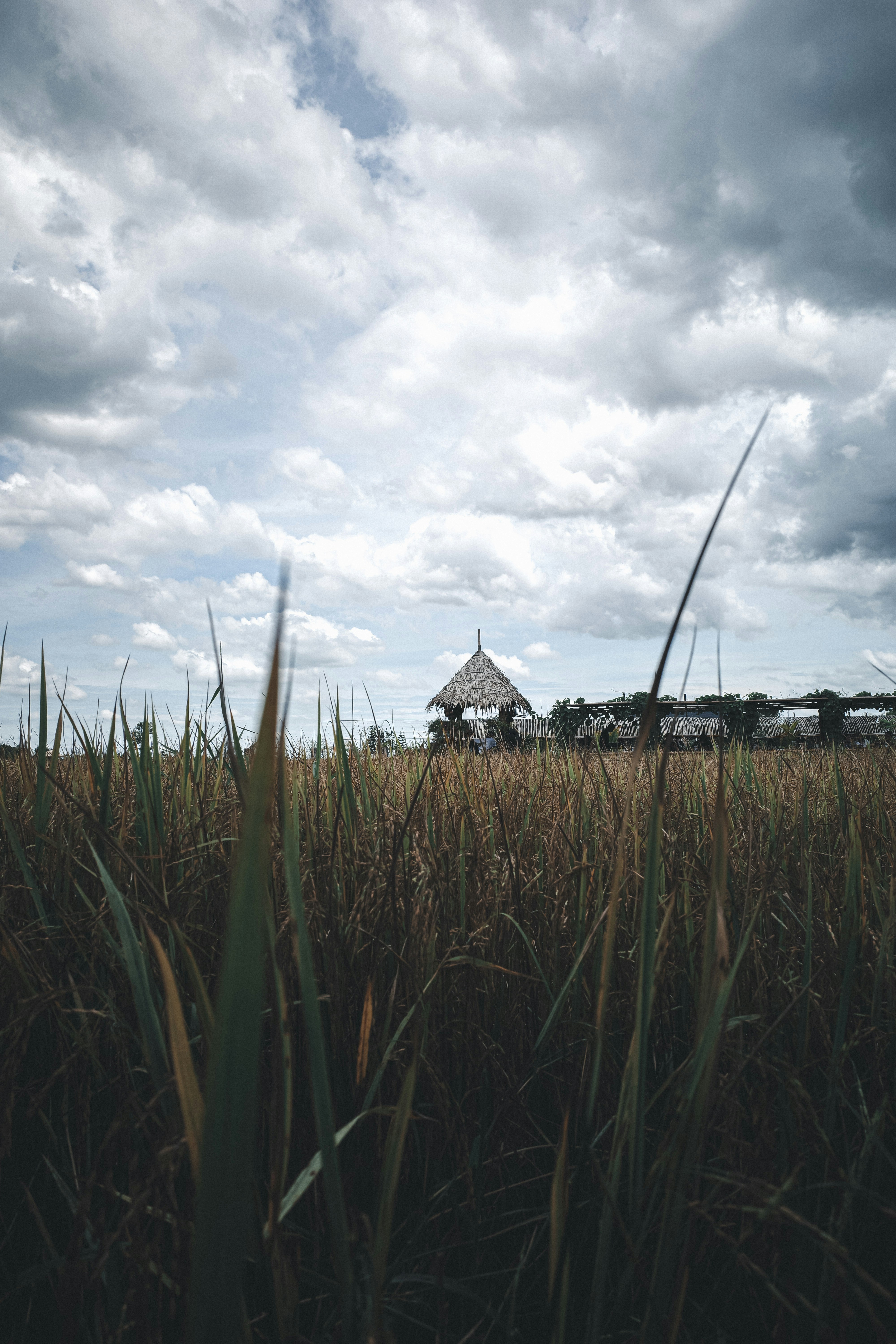 Thatched Hut Rising Above Reed Bed at Distant Horizon