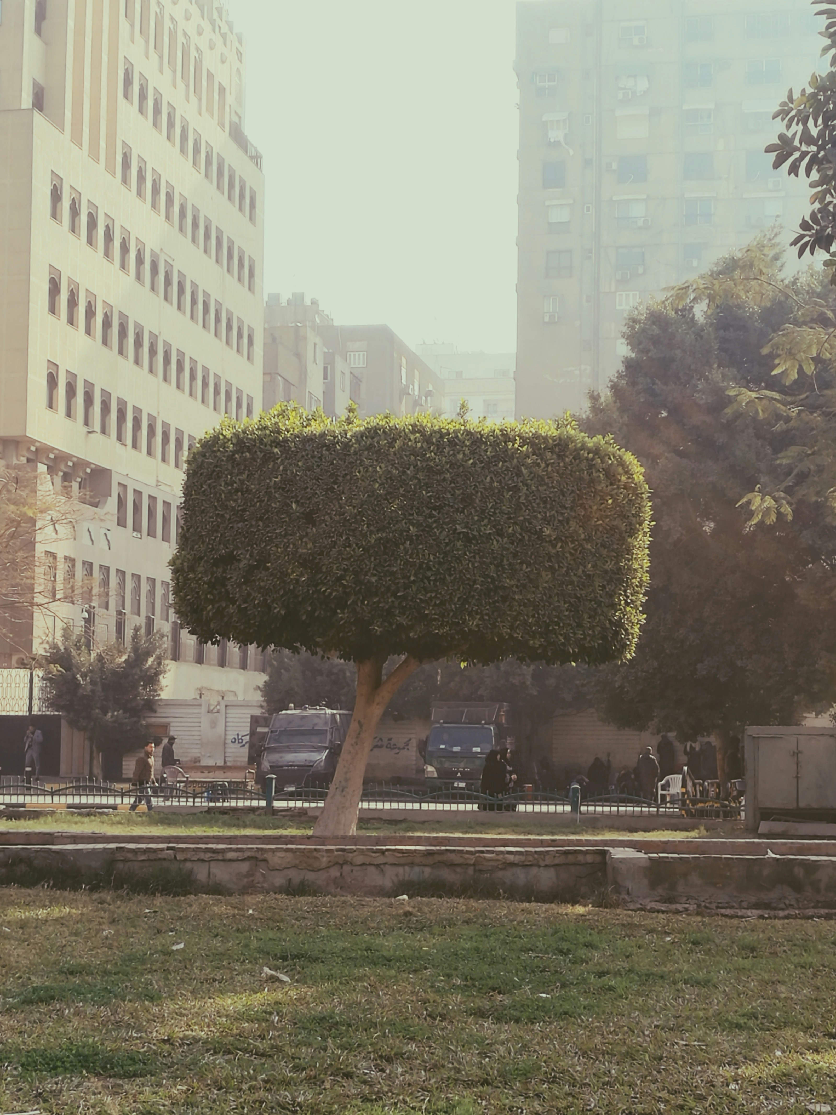 A sculpted tree in a small urban park with surrounding buildings and pedestrians in the background, bathed in warm, hazy daylight.