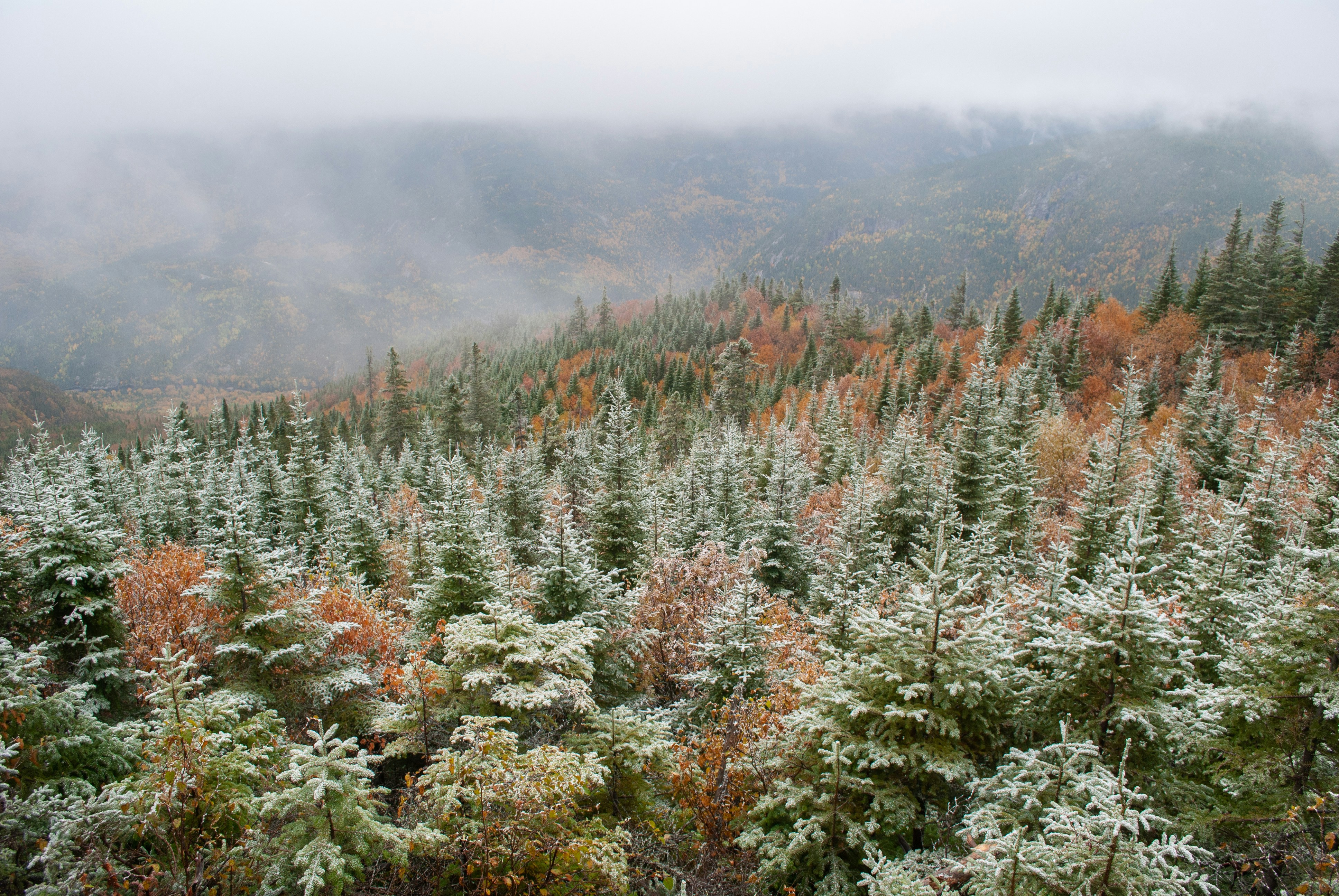 Frost-covered evergreens and autumn foliage beneath a misty sky.