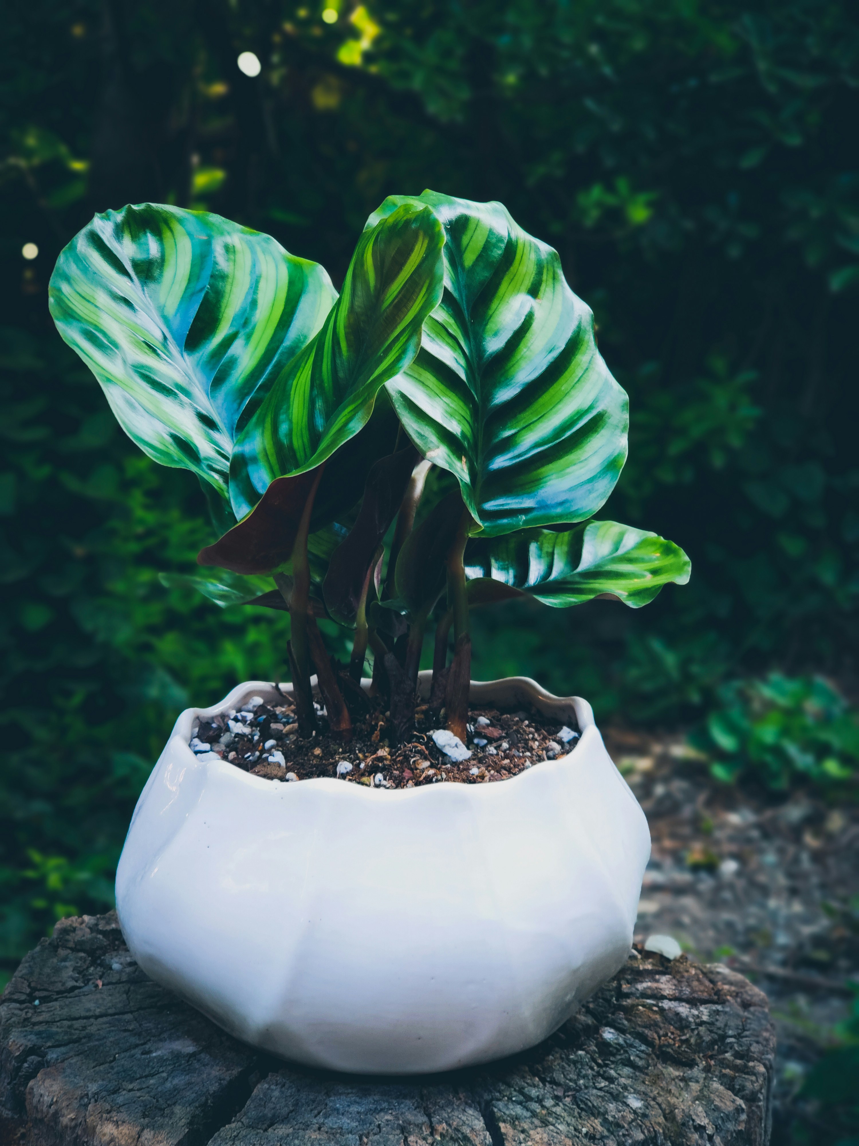Verdant Quiet in a Ceramic Bowl