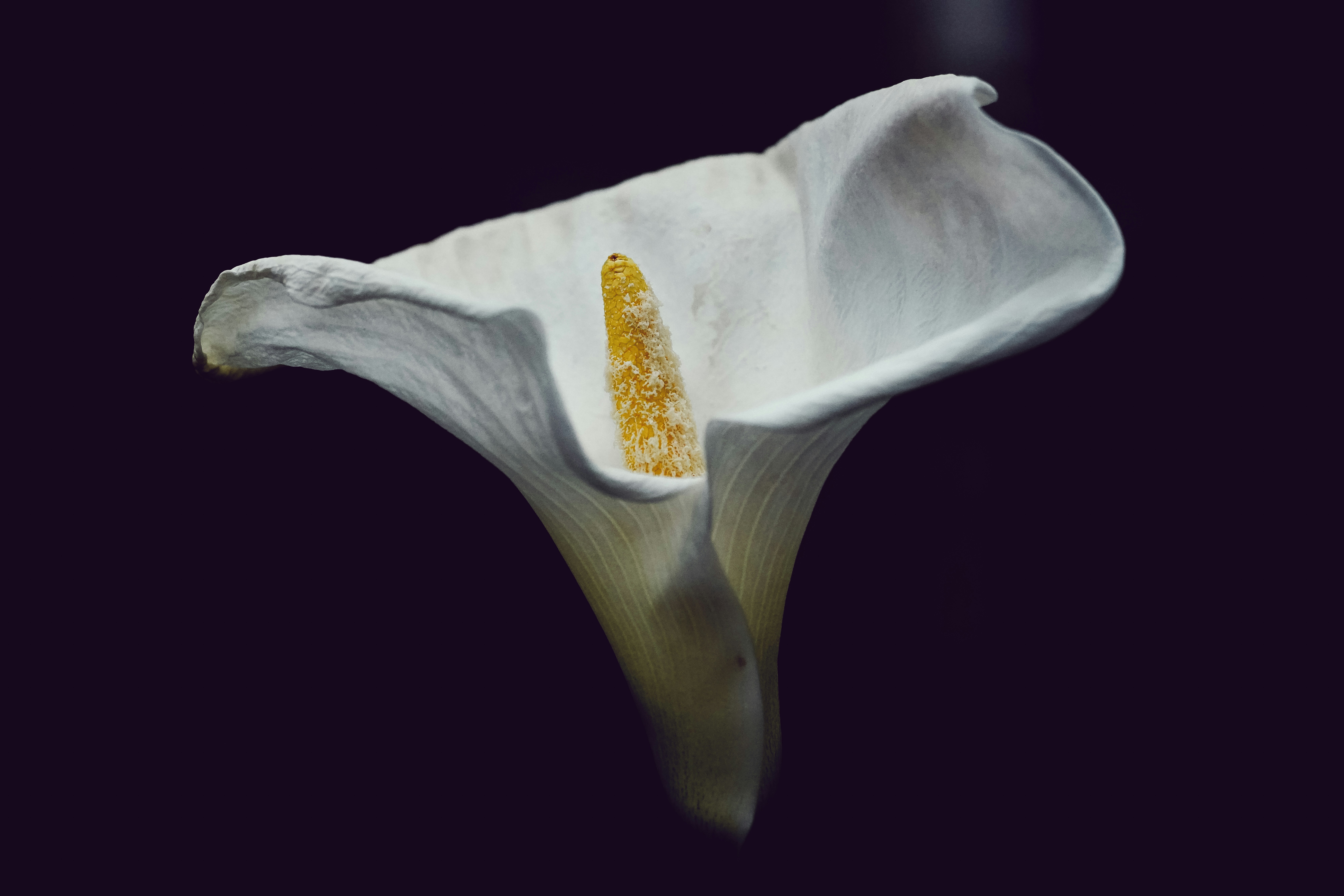 Velvet Night, the Calla Lily’s Golden Core