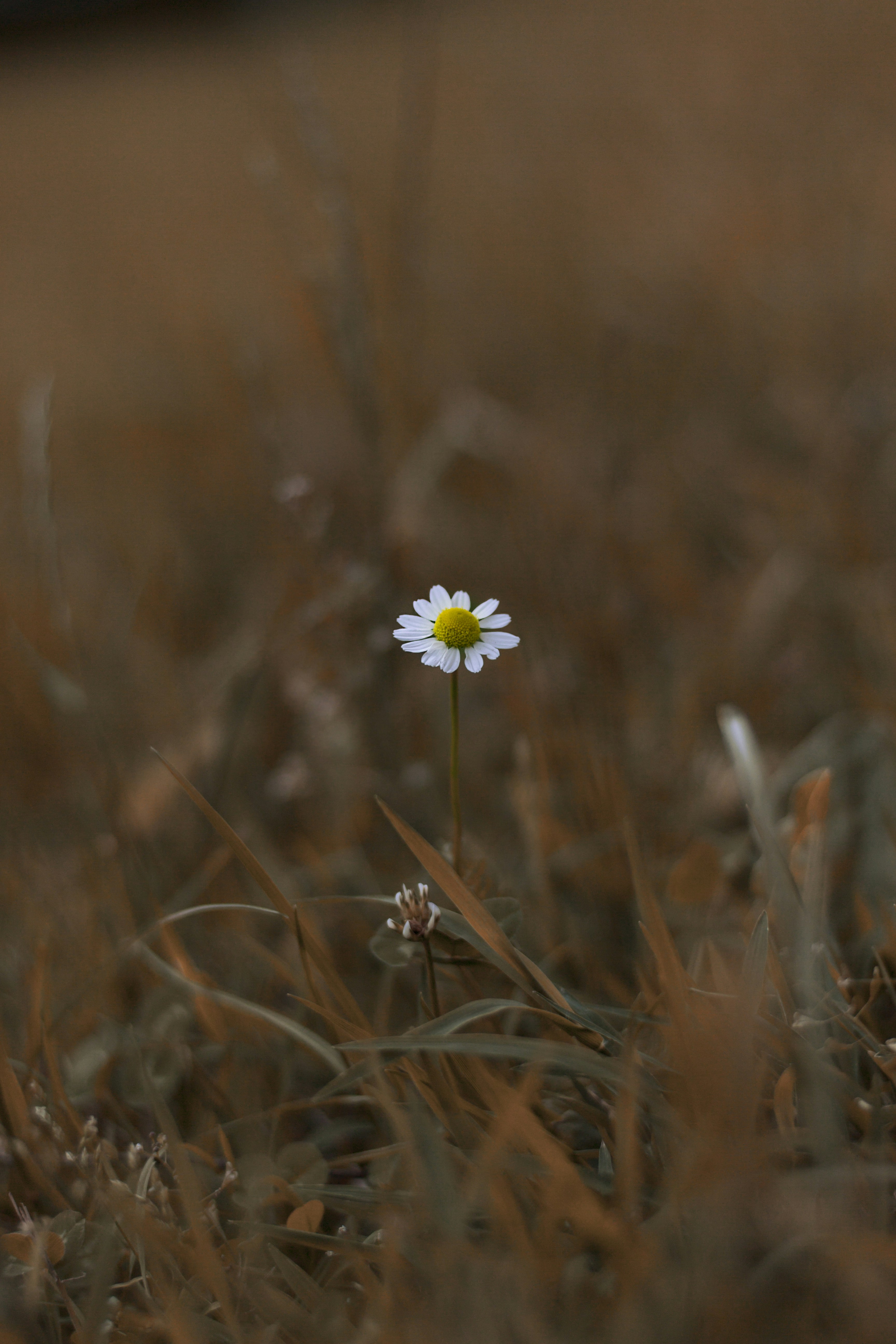 Lone Daisy in a Field of Quiet Rust