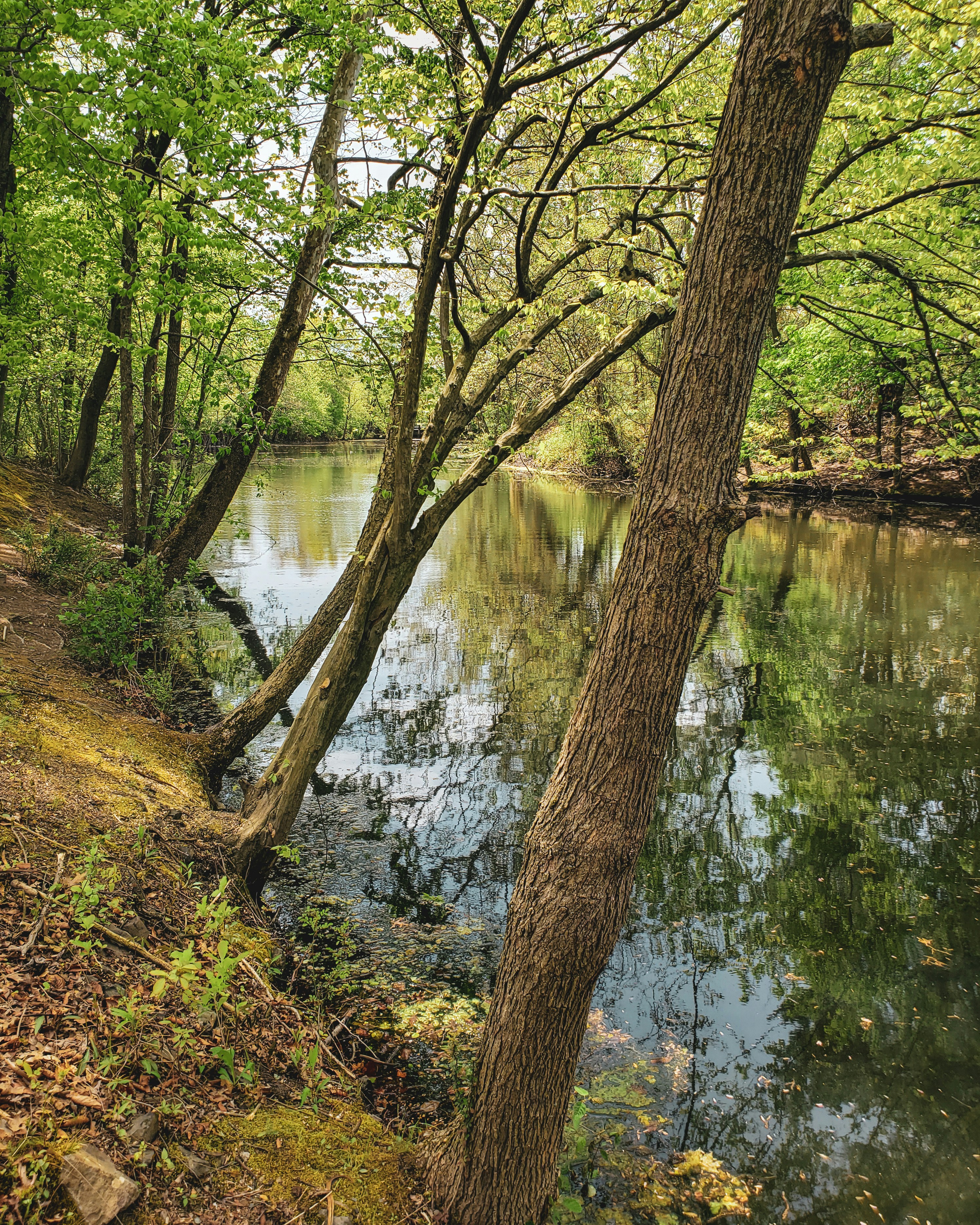 Lush greenery framing a tranquil river, with trees arching gracefully over the water's reflective surface.