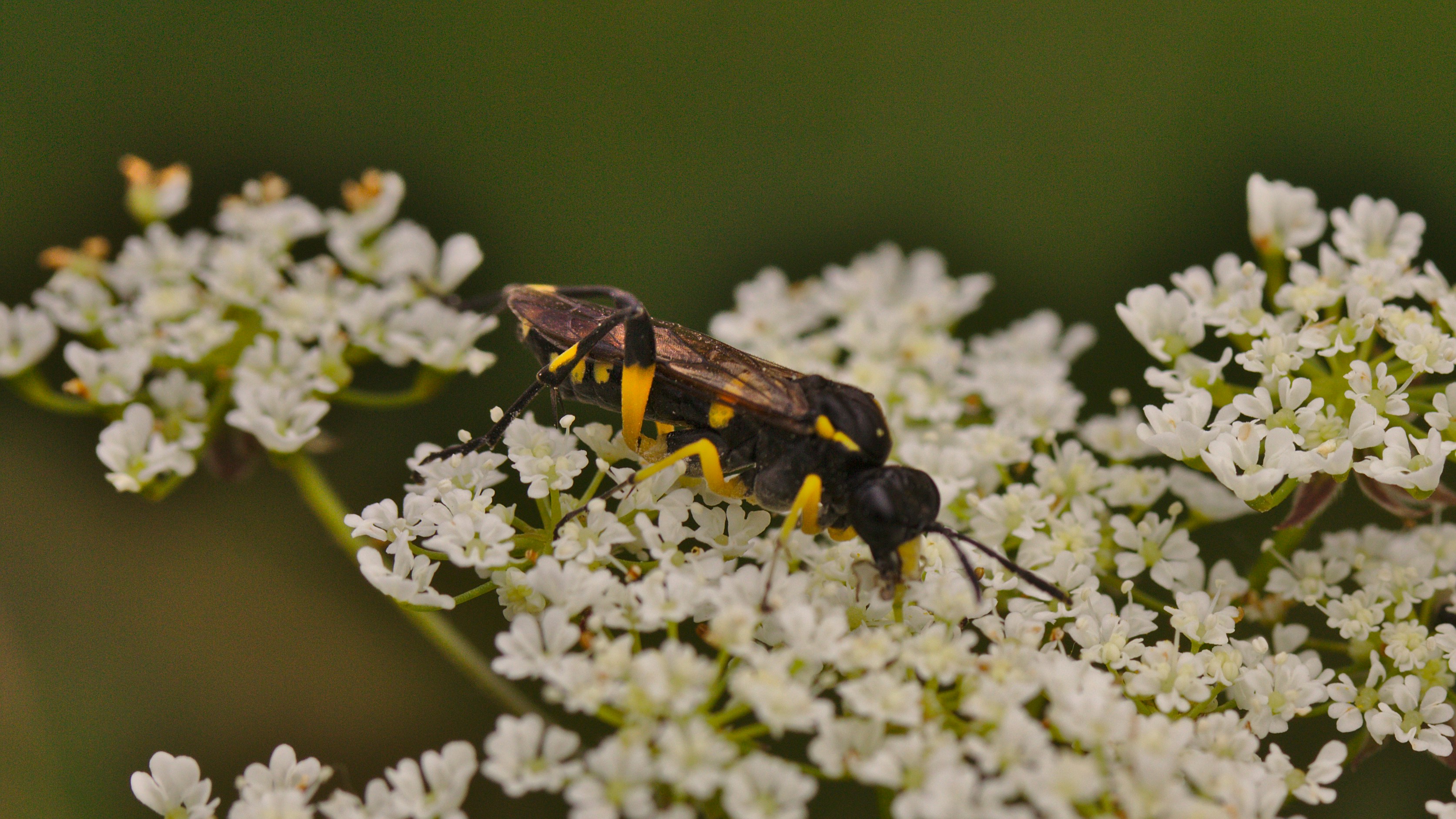 Yellow-striped hornet on delicate white umbels