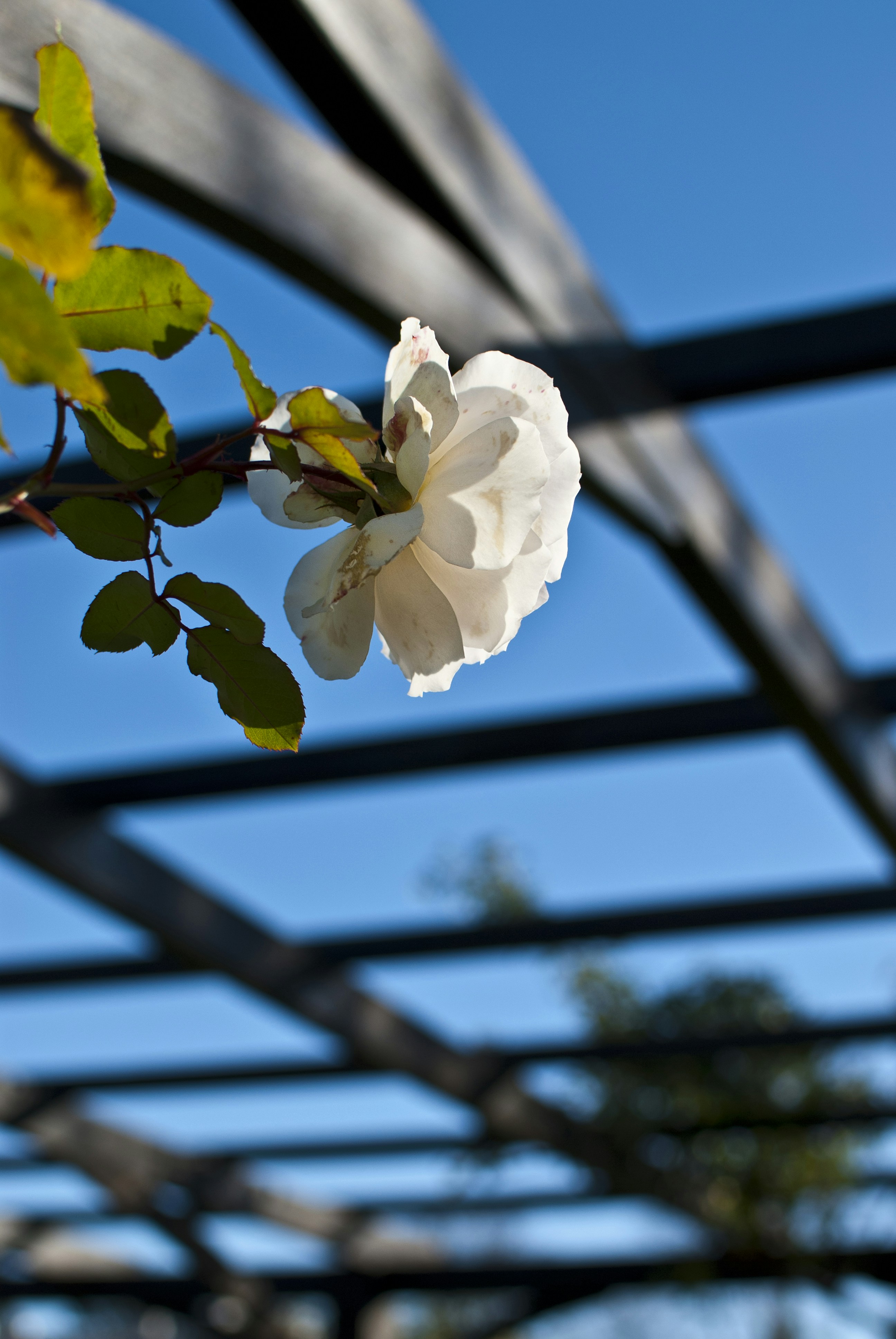 Définition de oribus | Dictionnaire français