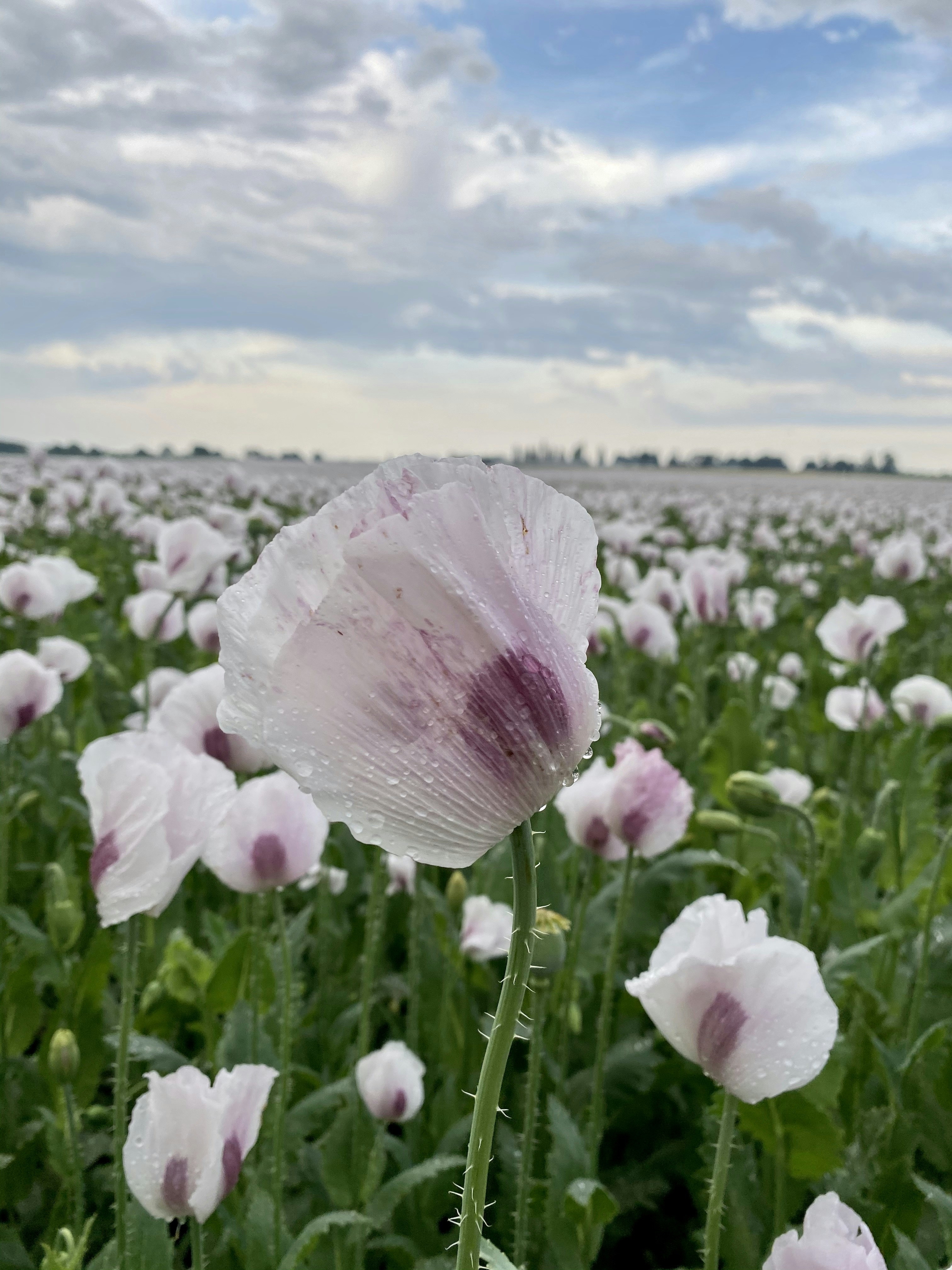 Dew-Kissed Poppy Amid a Sea of Blush Blooms