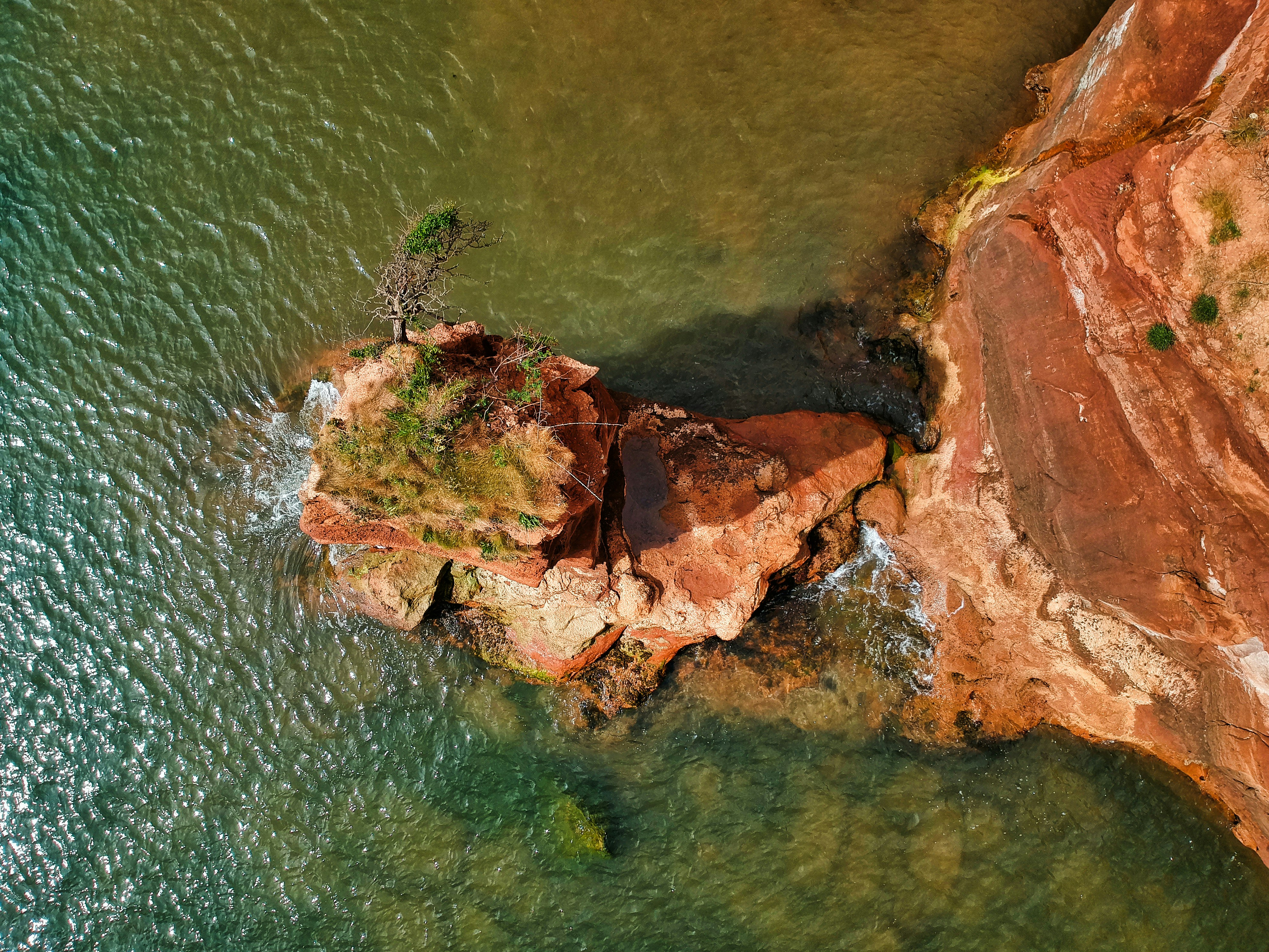 One Tree Hill - A lone tree clings on to land slowly drifting away from the Jurassic Coast, Devon, UK