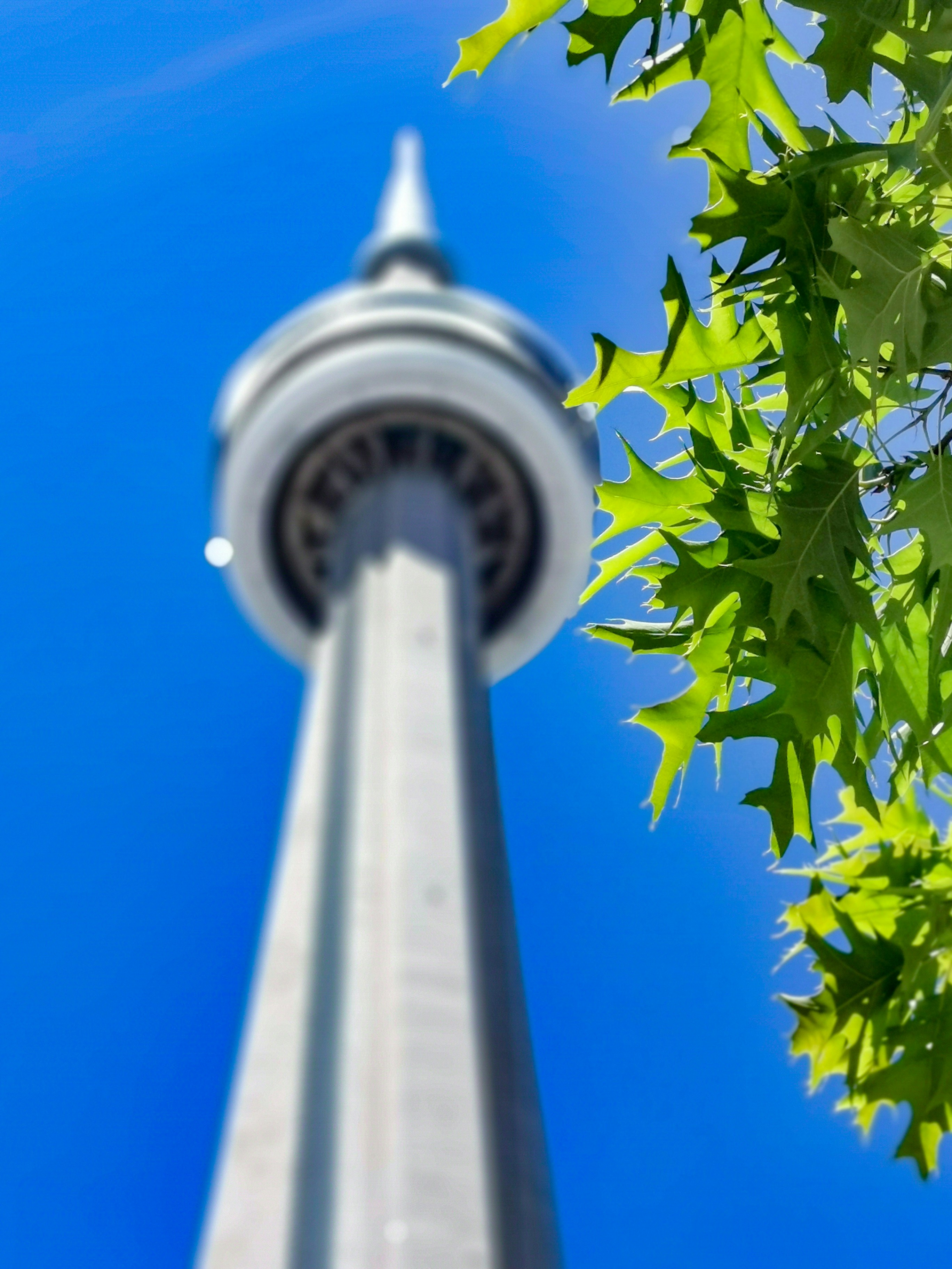 CN Tower rises majestically against a clear blue sky, framed by vibrant green leaves in the foreground.