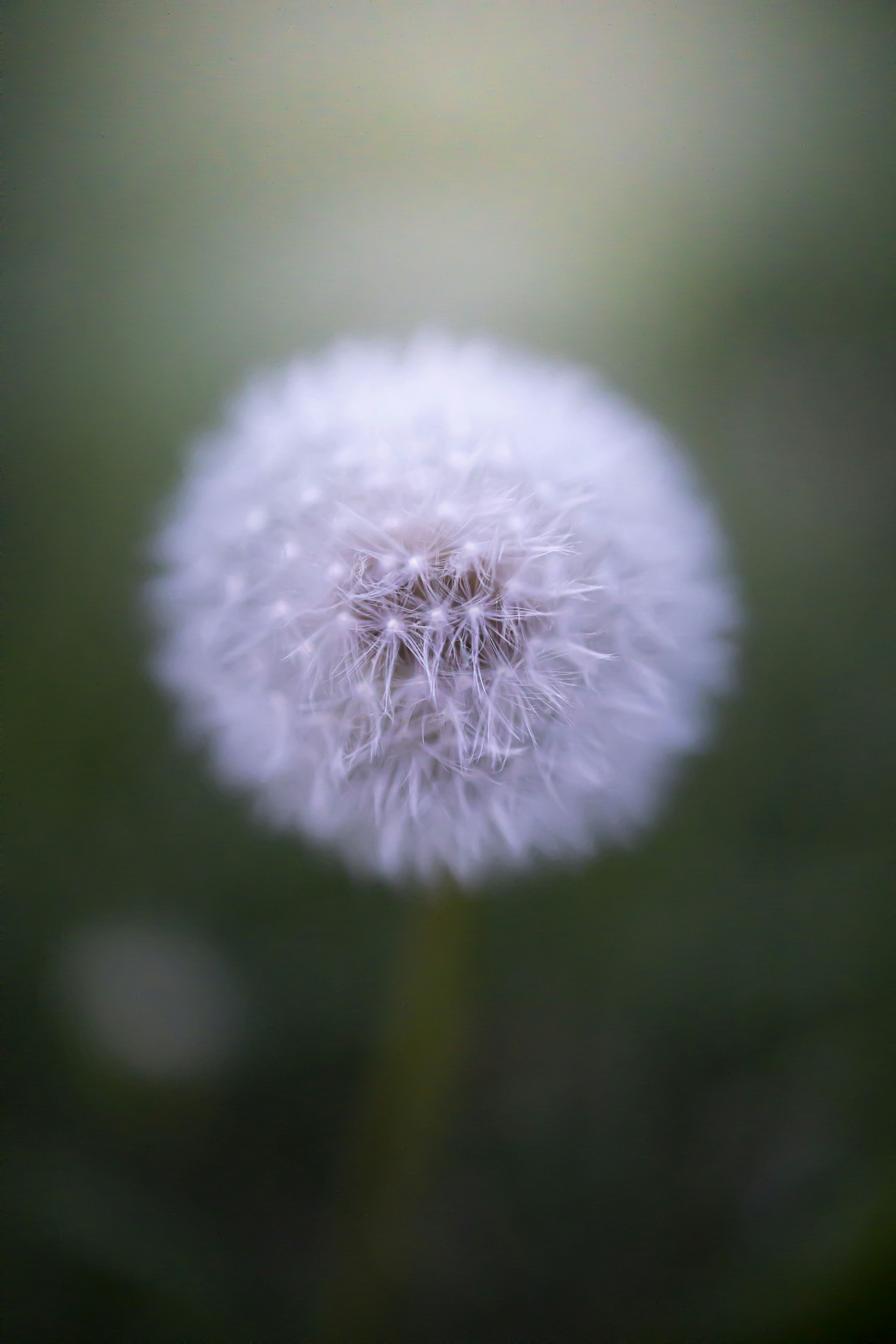 Center Of Interest Photography Examples