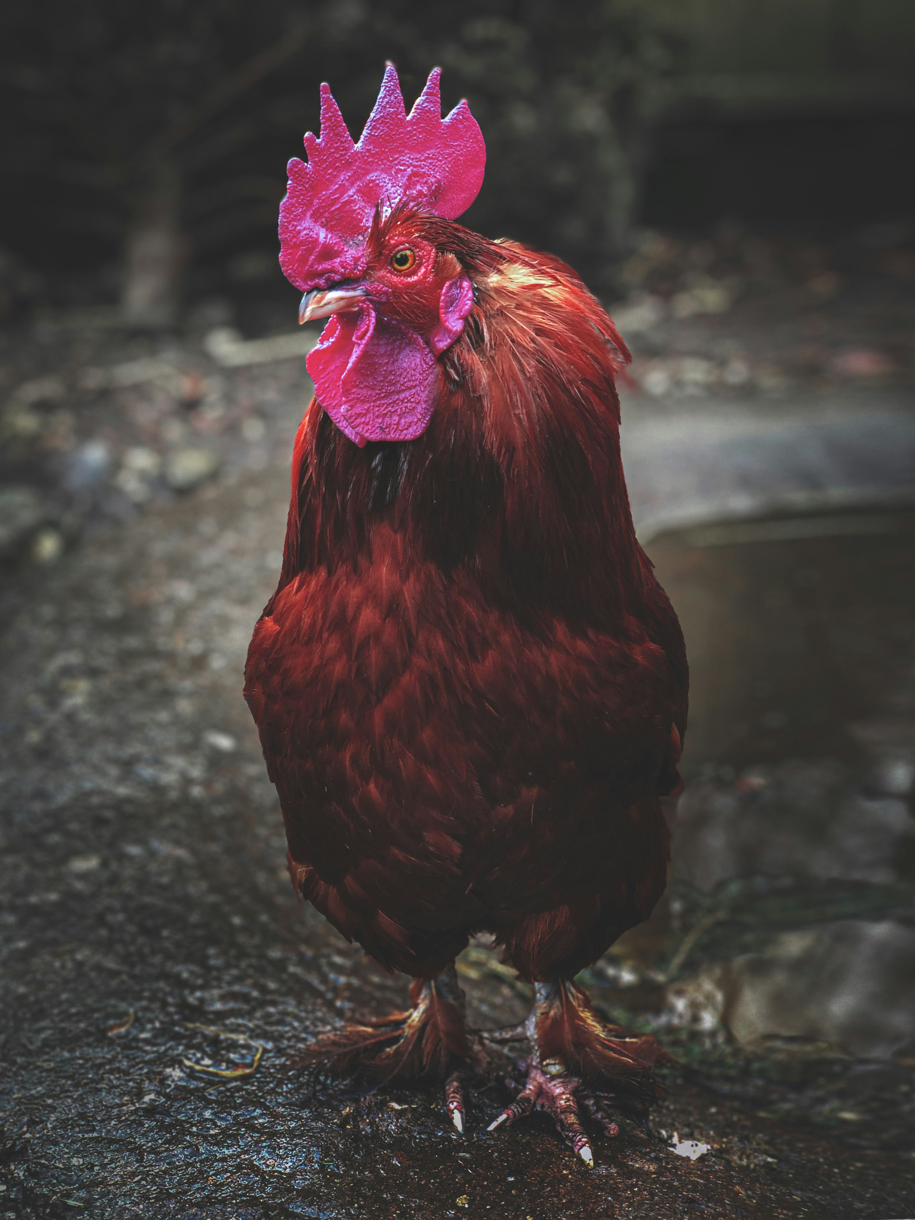 Cockerel Pictures | Download Free Images on Unsplash