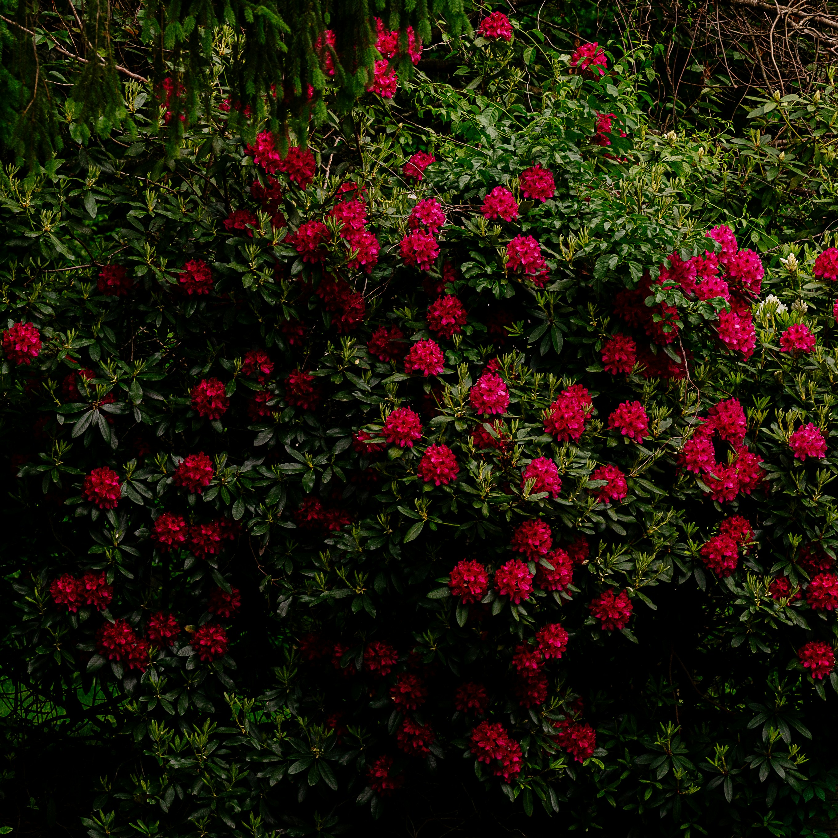 Crimson Clusters Framing a Velvet Green Backdrop