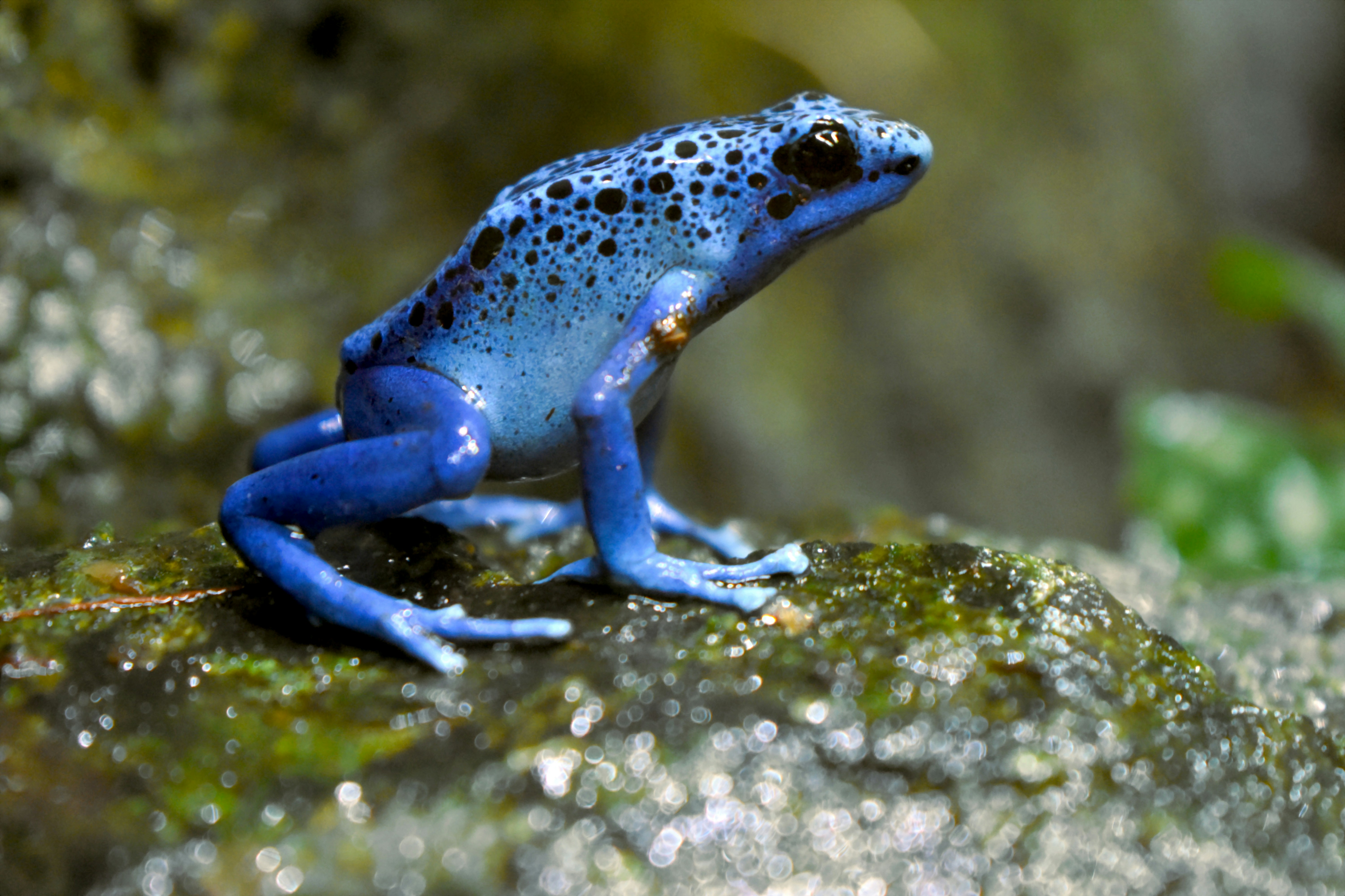 Poisonous blue frog | blue and white frog on green moss