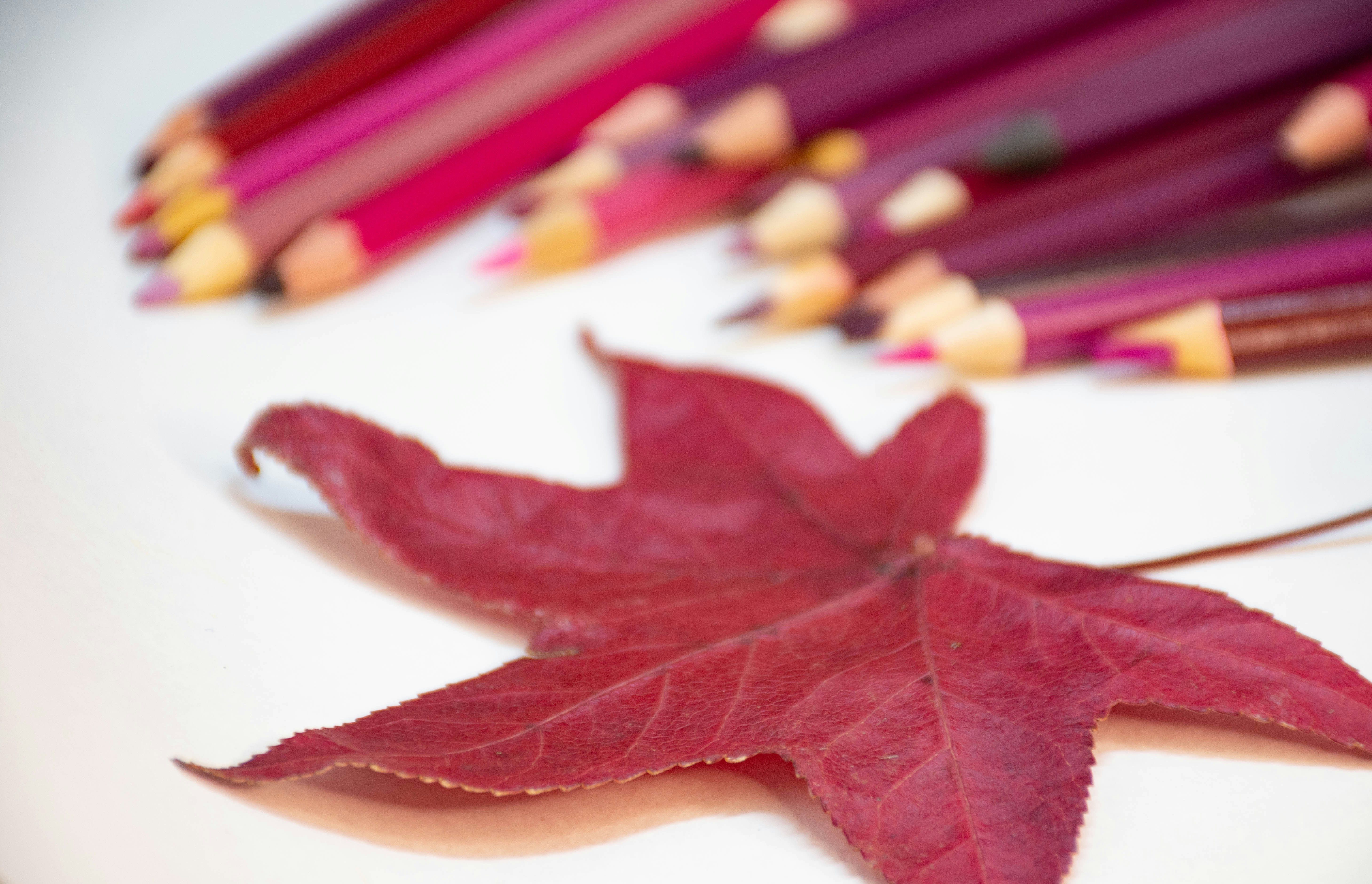 Crimson Maple Leaf among a Palette of Pencils