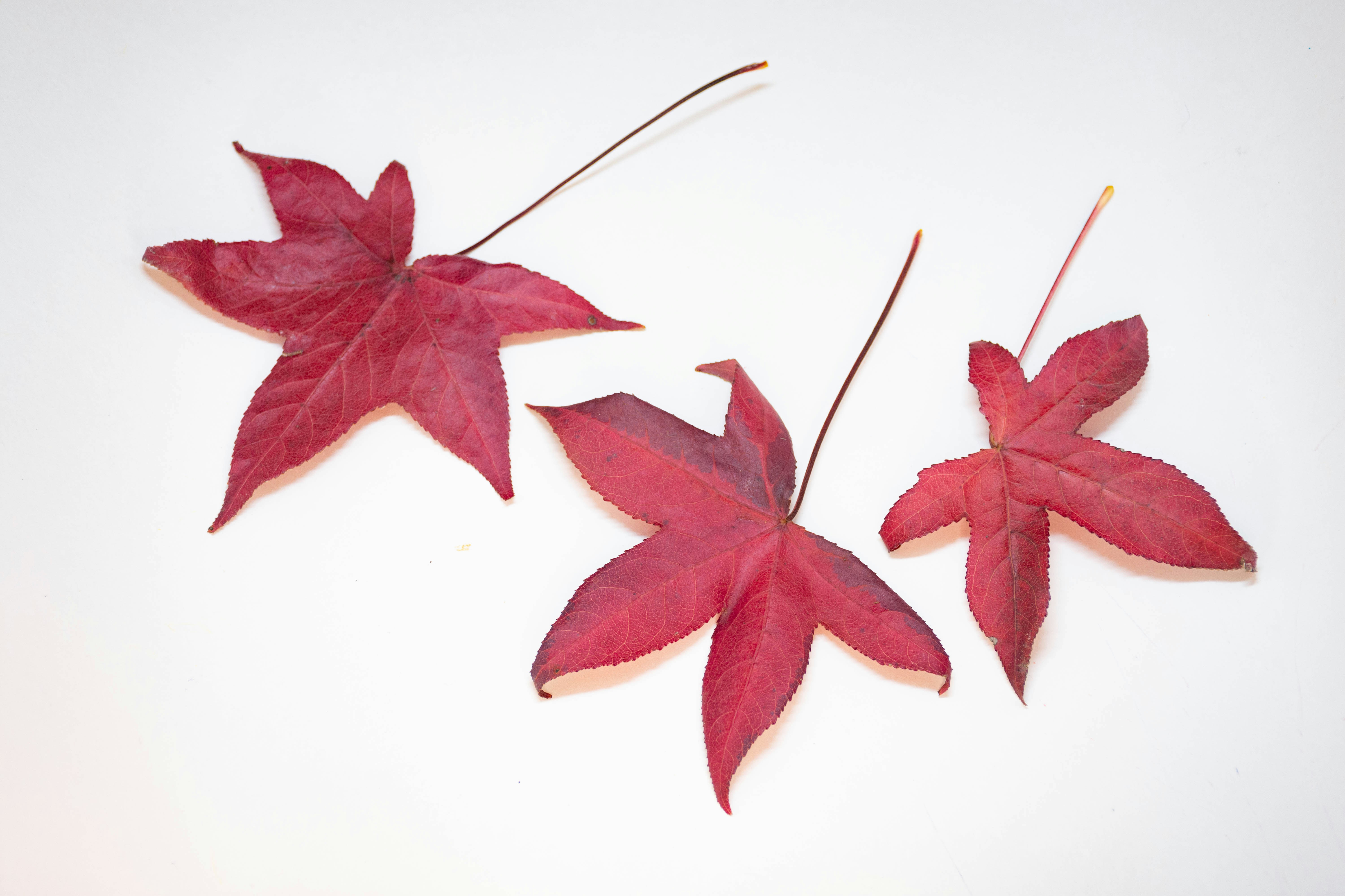 Crimson Maple Triad on White: A Minimalist Autumn Study