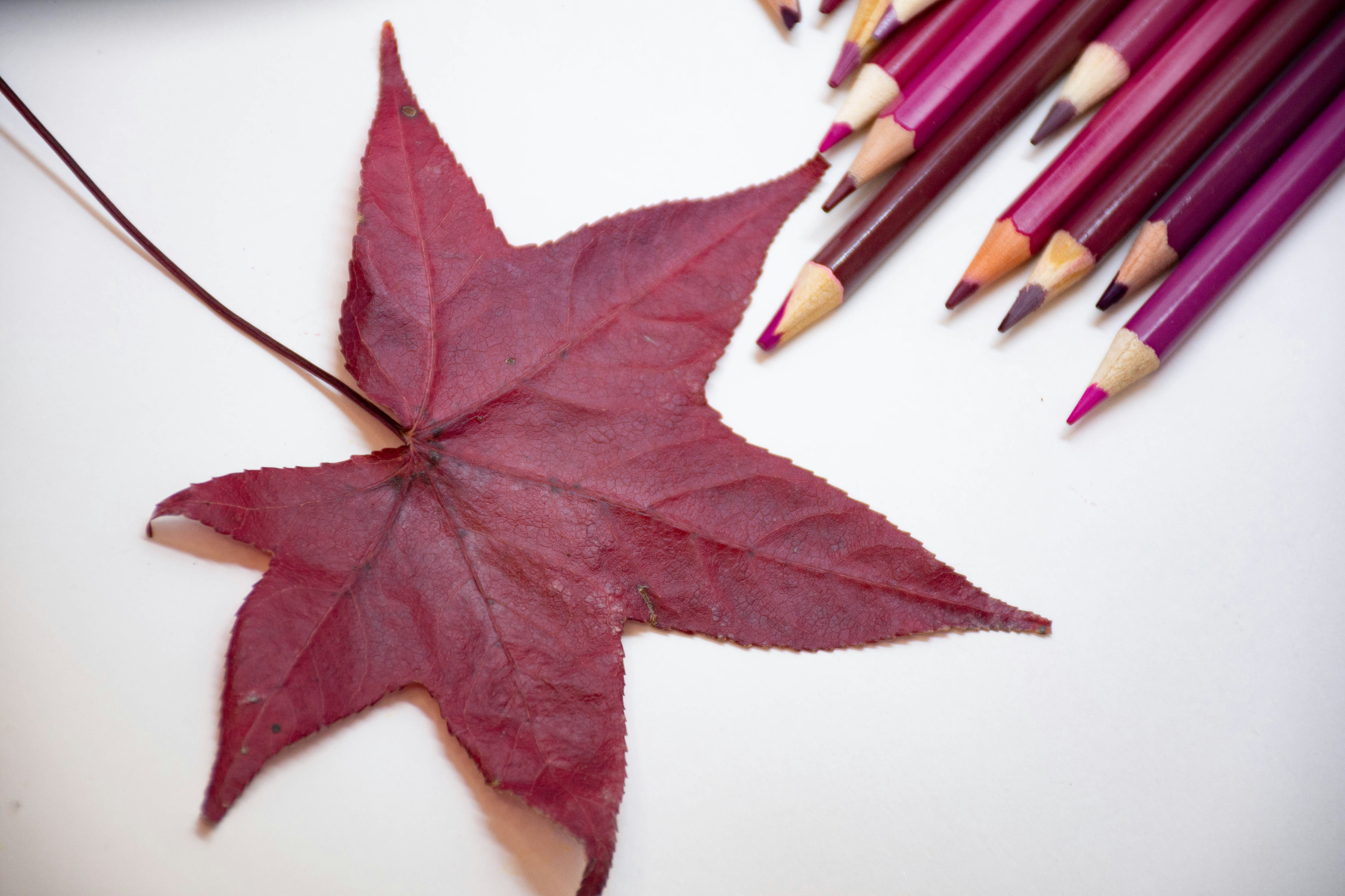 Crimson maple whisper: a lone leaf among tinted pencils