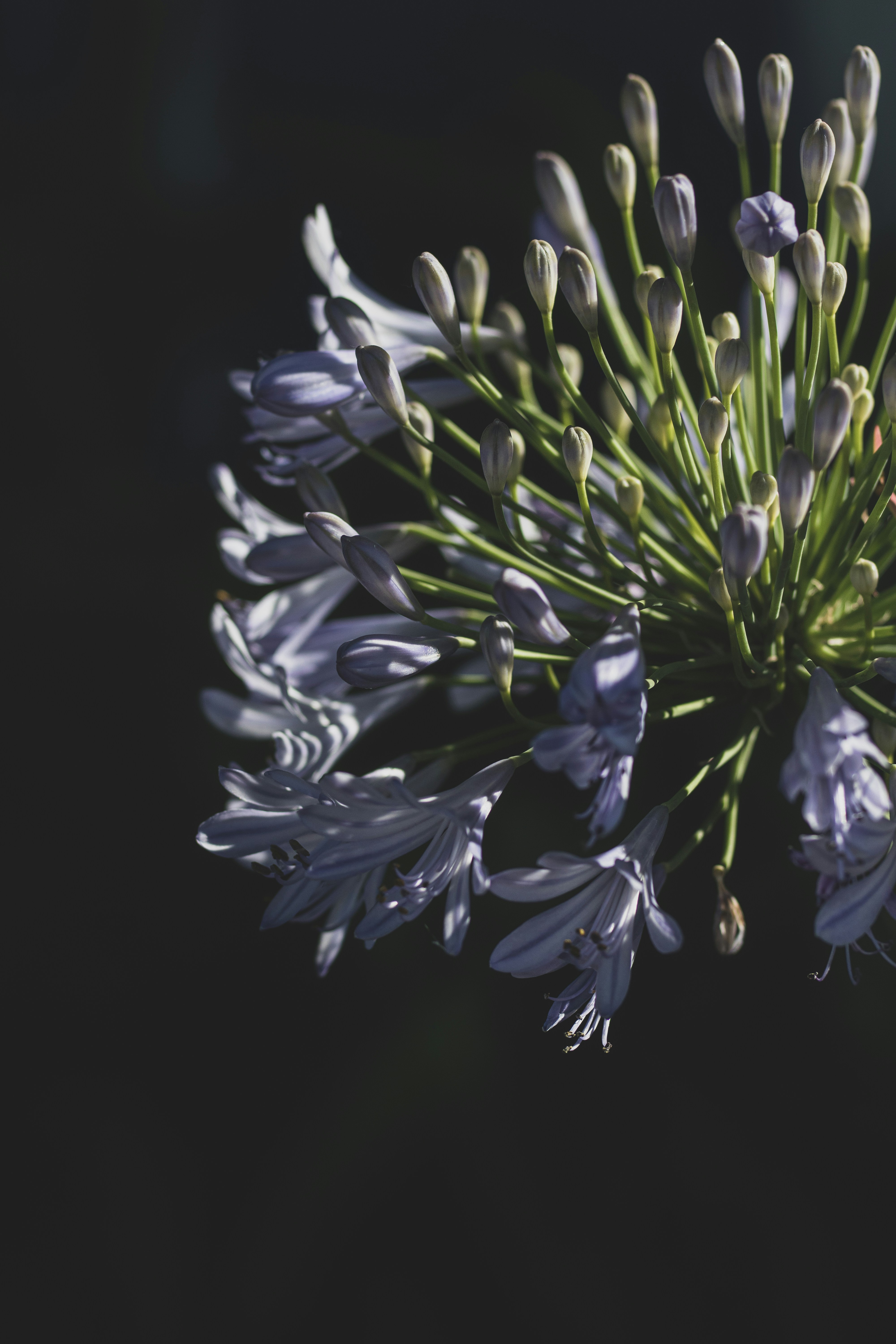 Blooming Crown: Night-Lit Agapanthus Under Dark Petal Veil