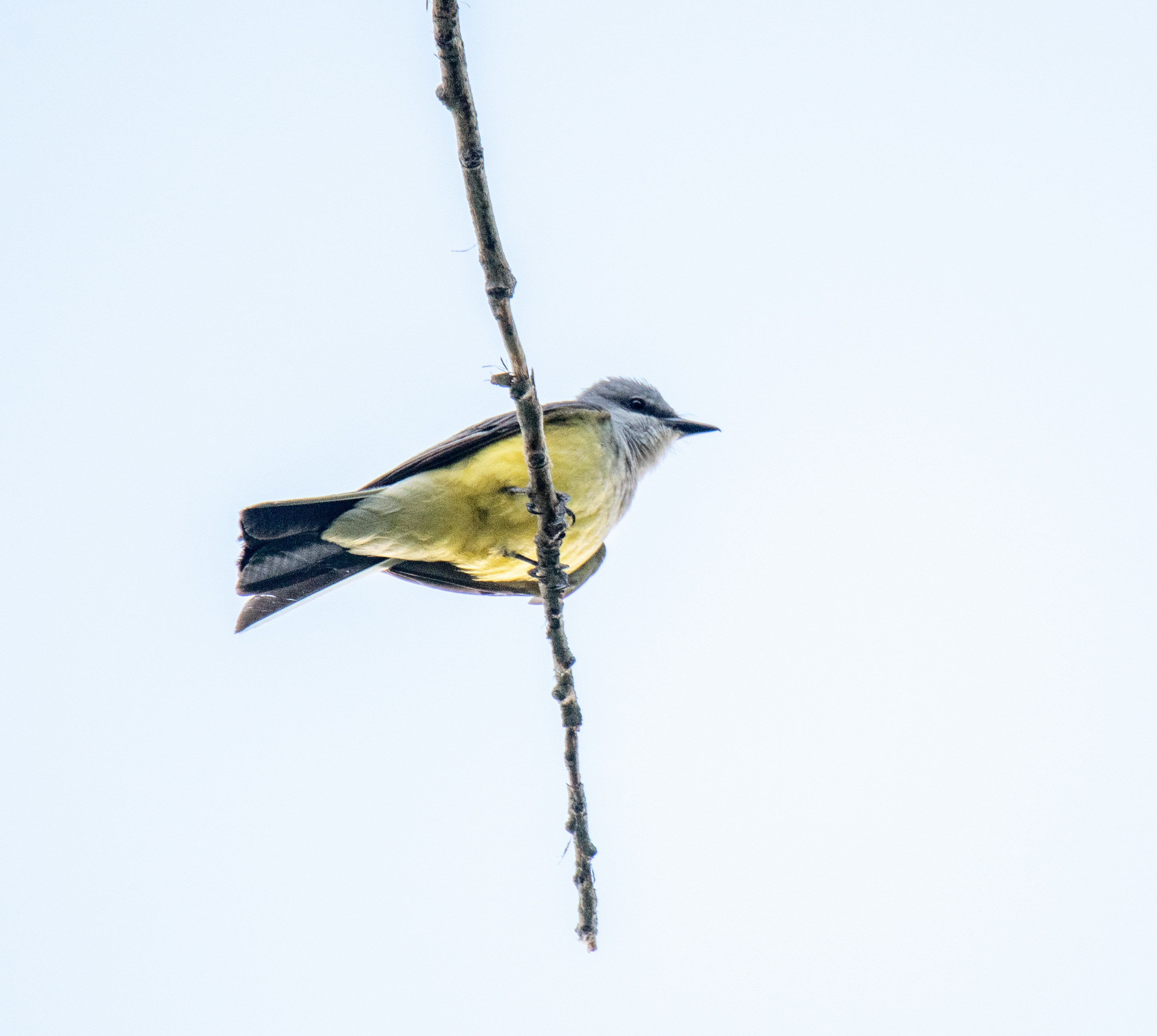 A yellow-bellied bird perched on a slender branch against a pale sky, showcasing its delicate features and vibrant colors.