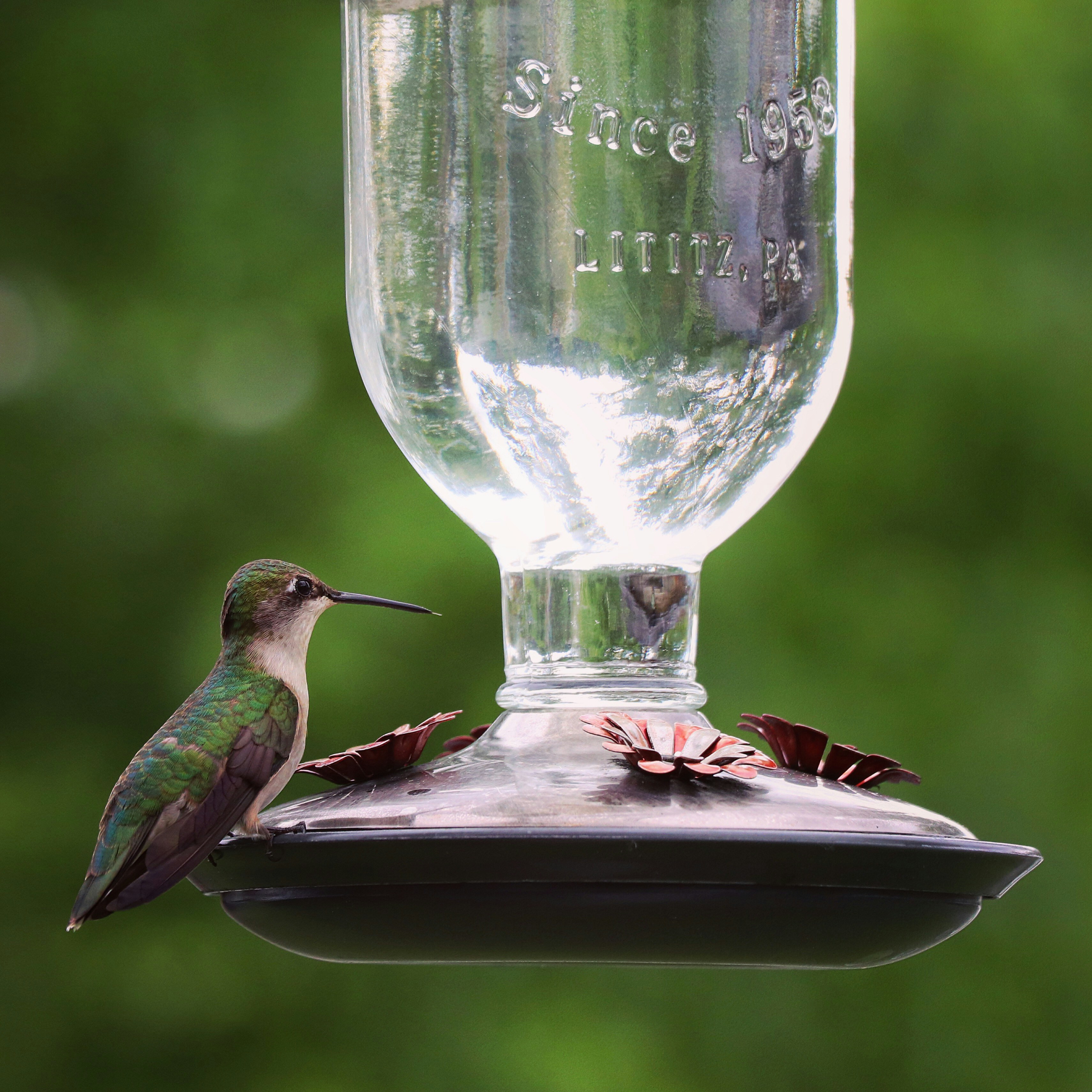 Emerald Glimmer at the Glass Feeder