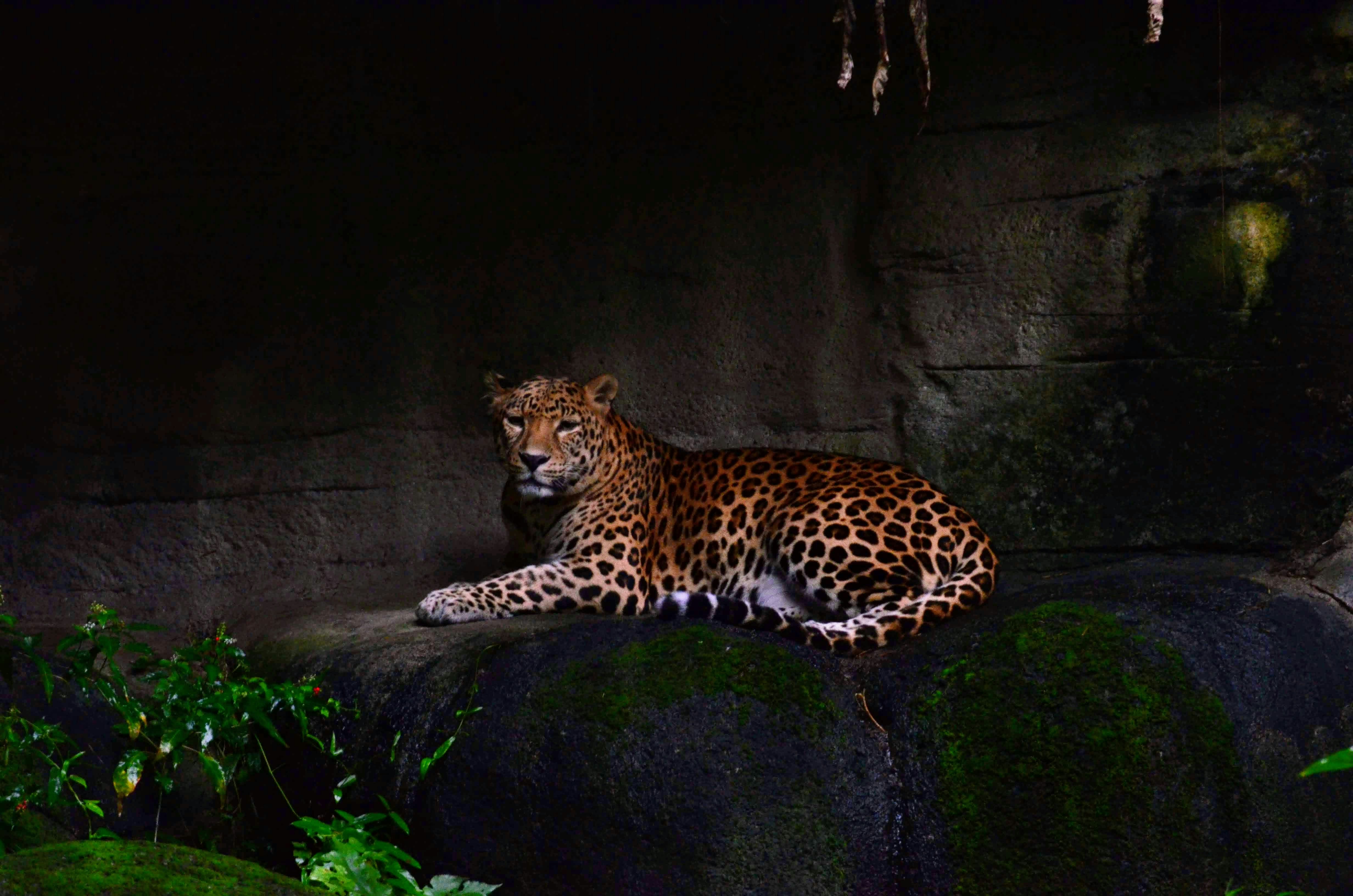 Leopard resting on a moss-covered rock, surrounded by lush greenery and shadowy walls.