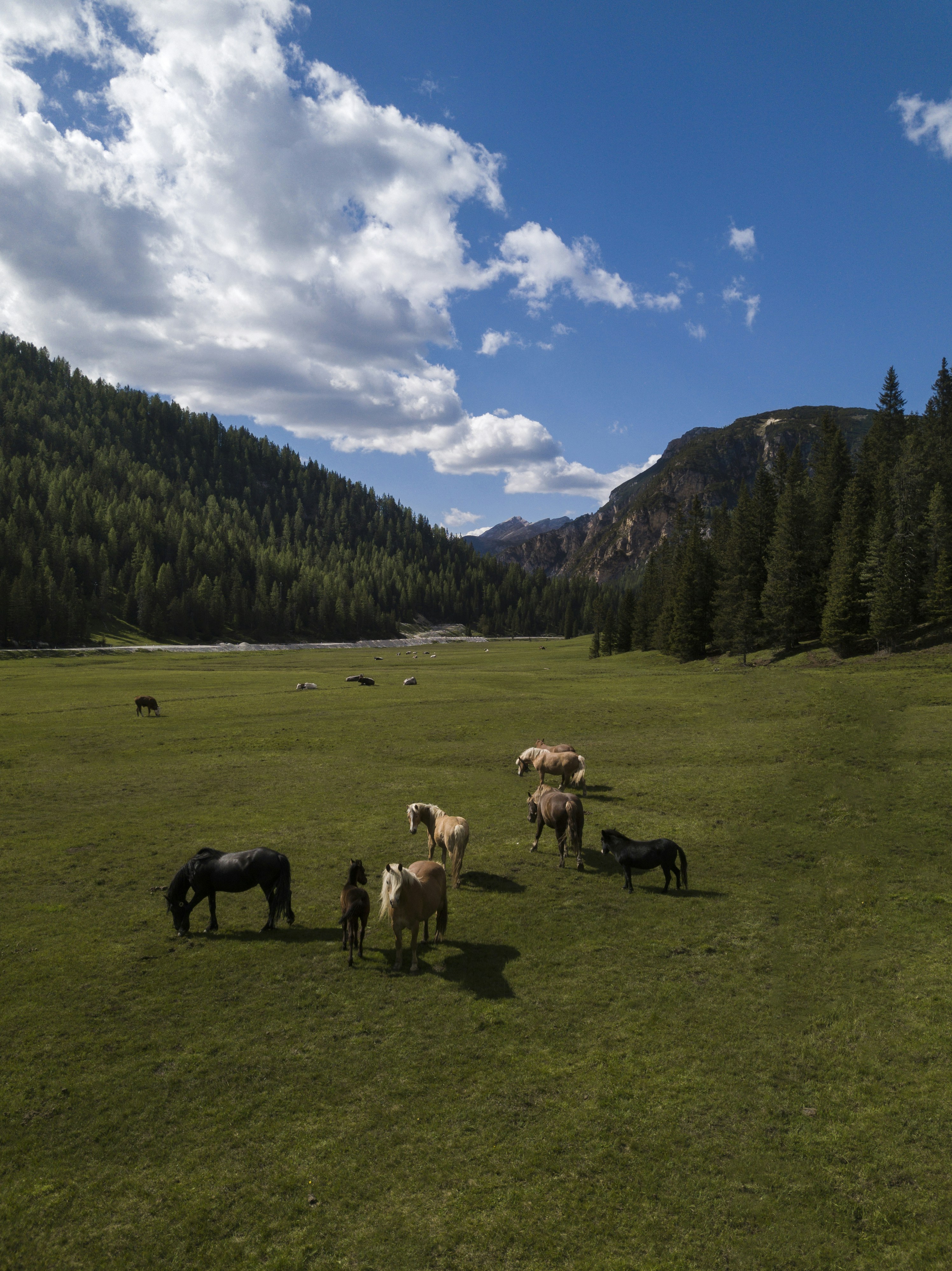 Grazing in the Valley: A Sunlit Alpine Meadow Framed by Pines