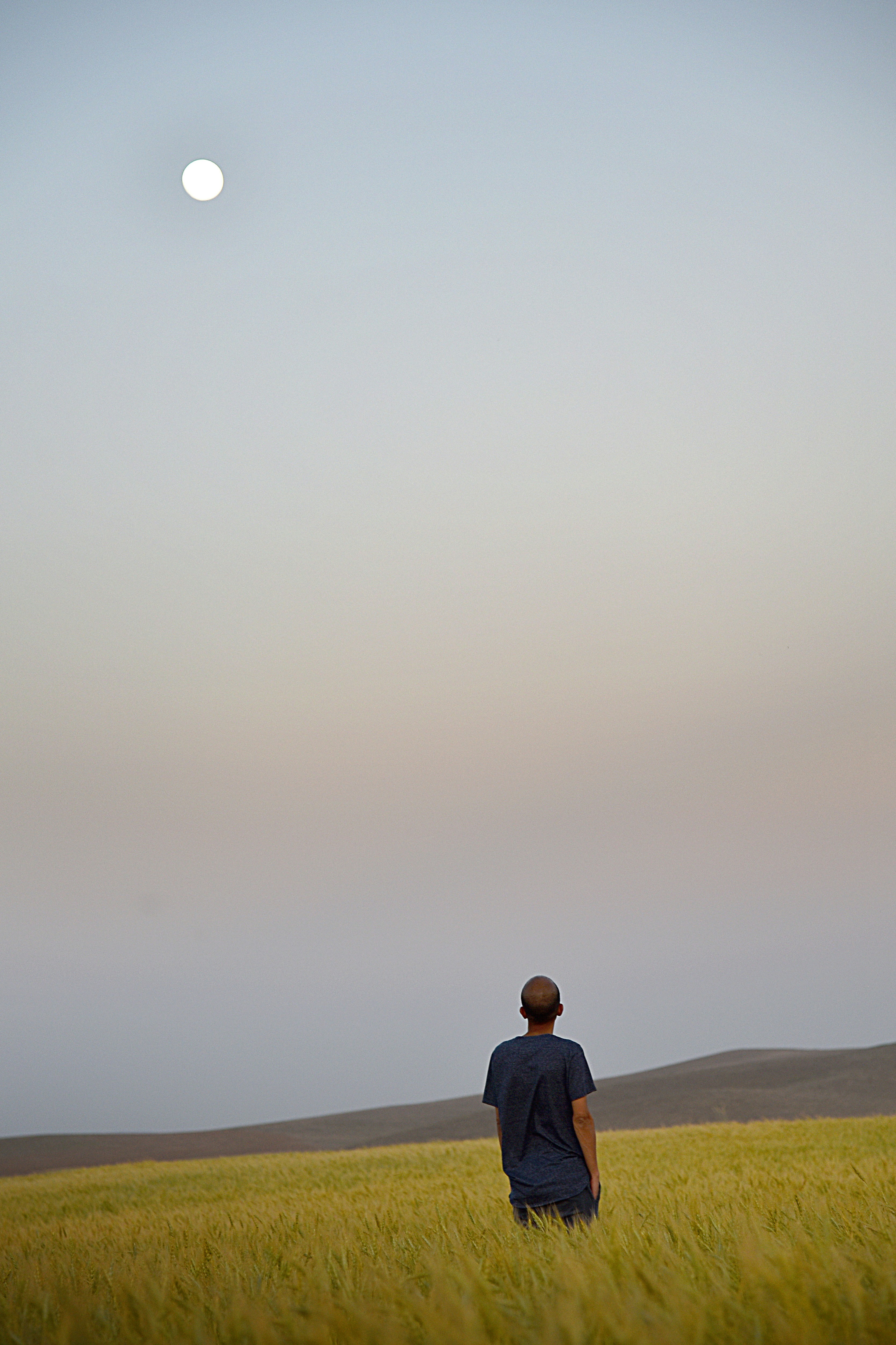 A solitary figure stands in a golden field, gazing up at a bright moon against a soft pastel sky.