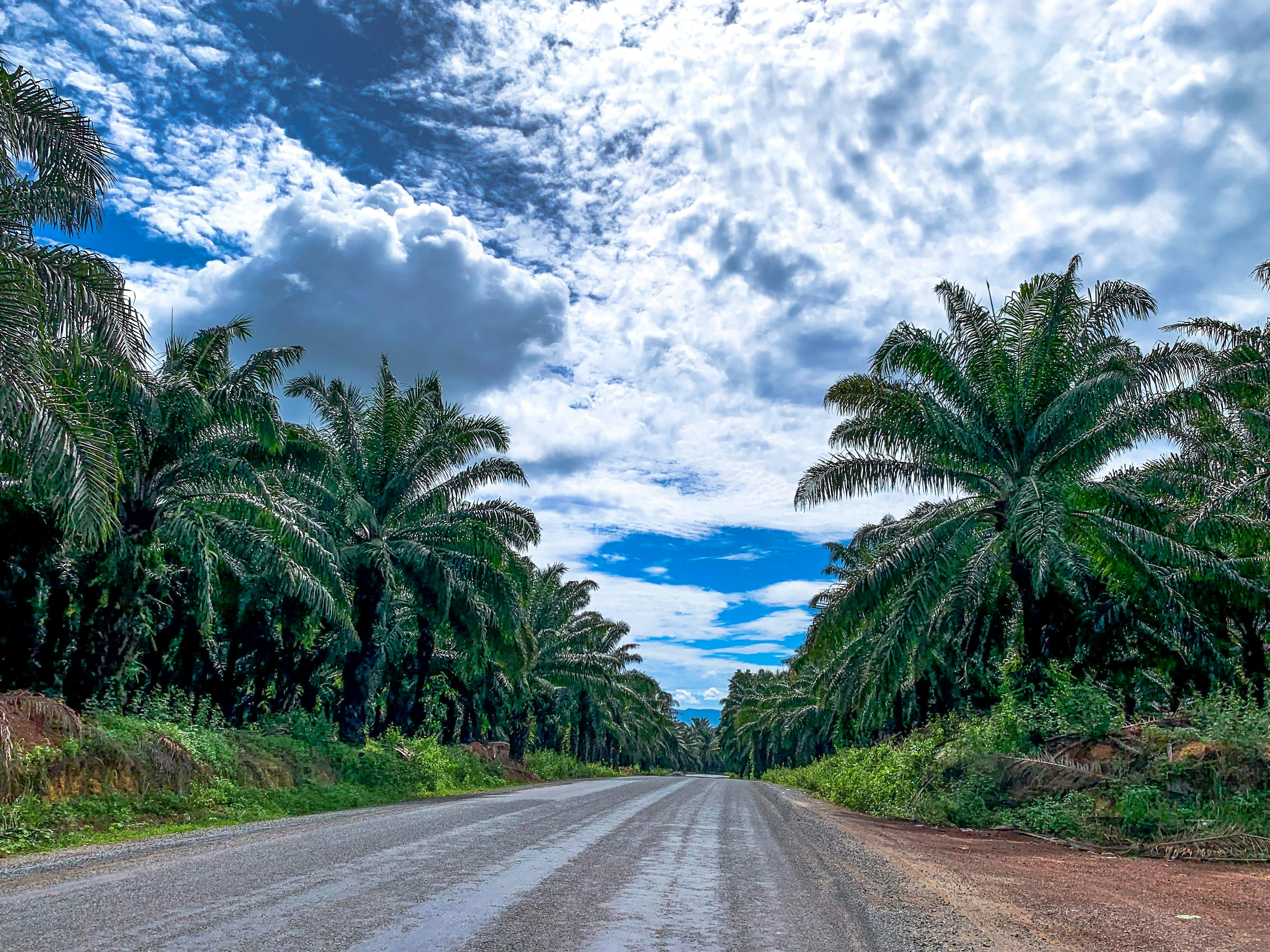 Green palm trees lining a road beneath a dramatic sky filled with white and blue clouds.