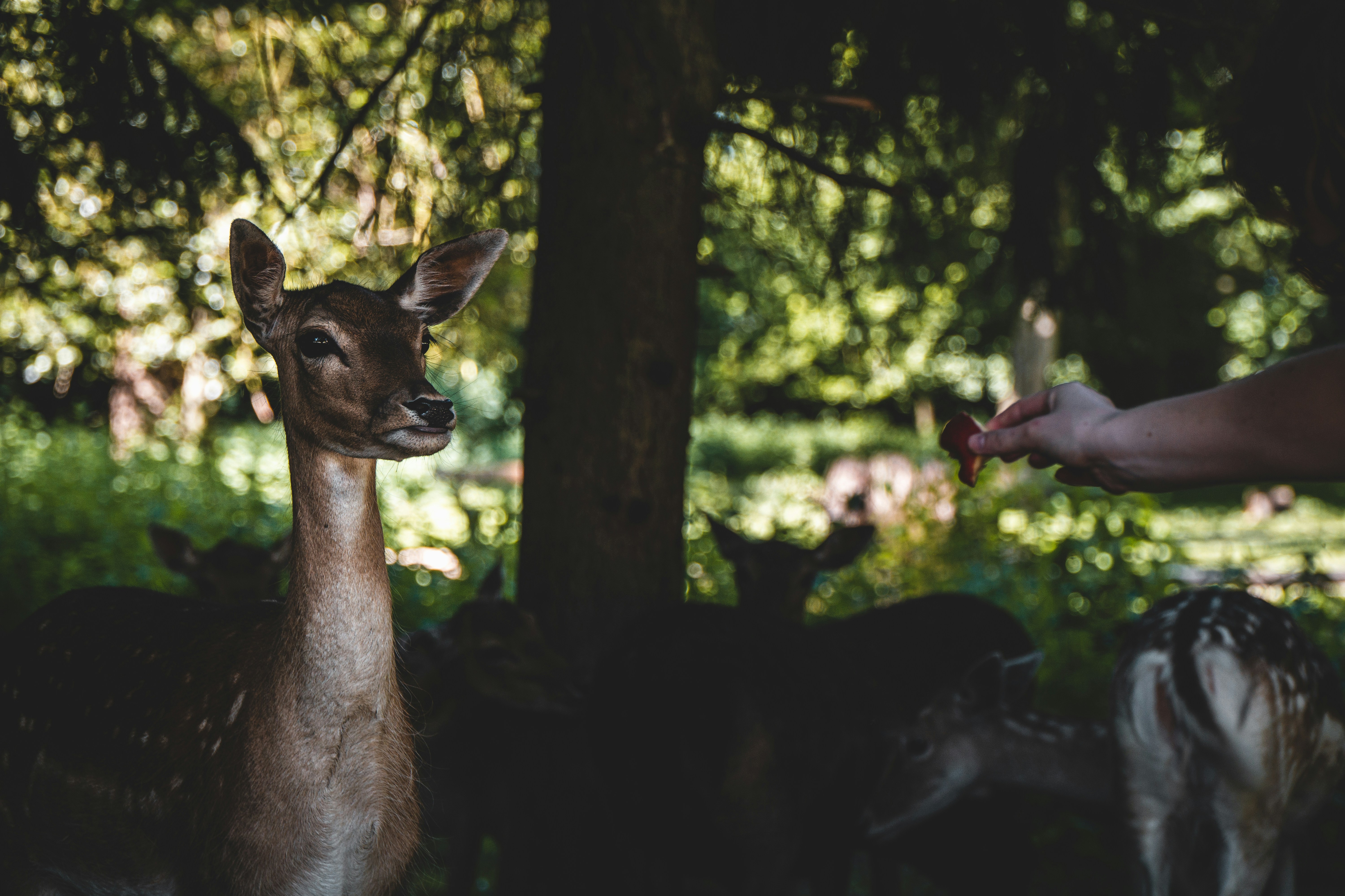 Curious Doe Faces Off Under Dappled Canopy