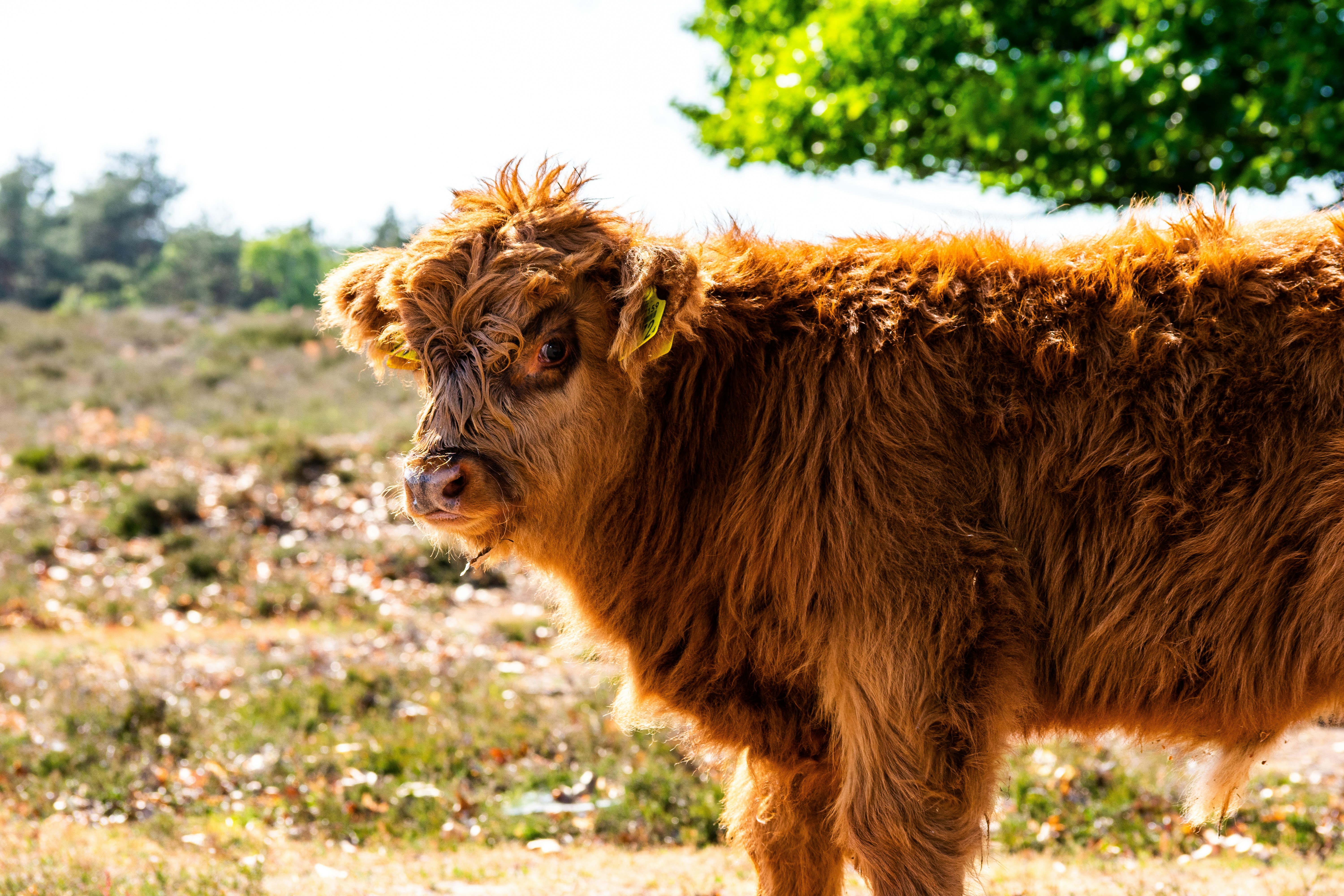 Young Highland cow standing in a sunlit pasture with a tree in the background.
