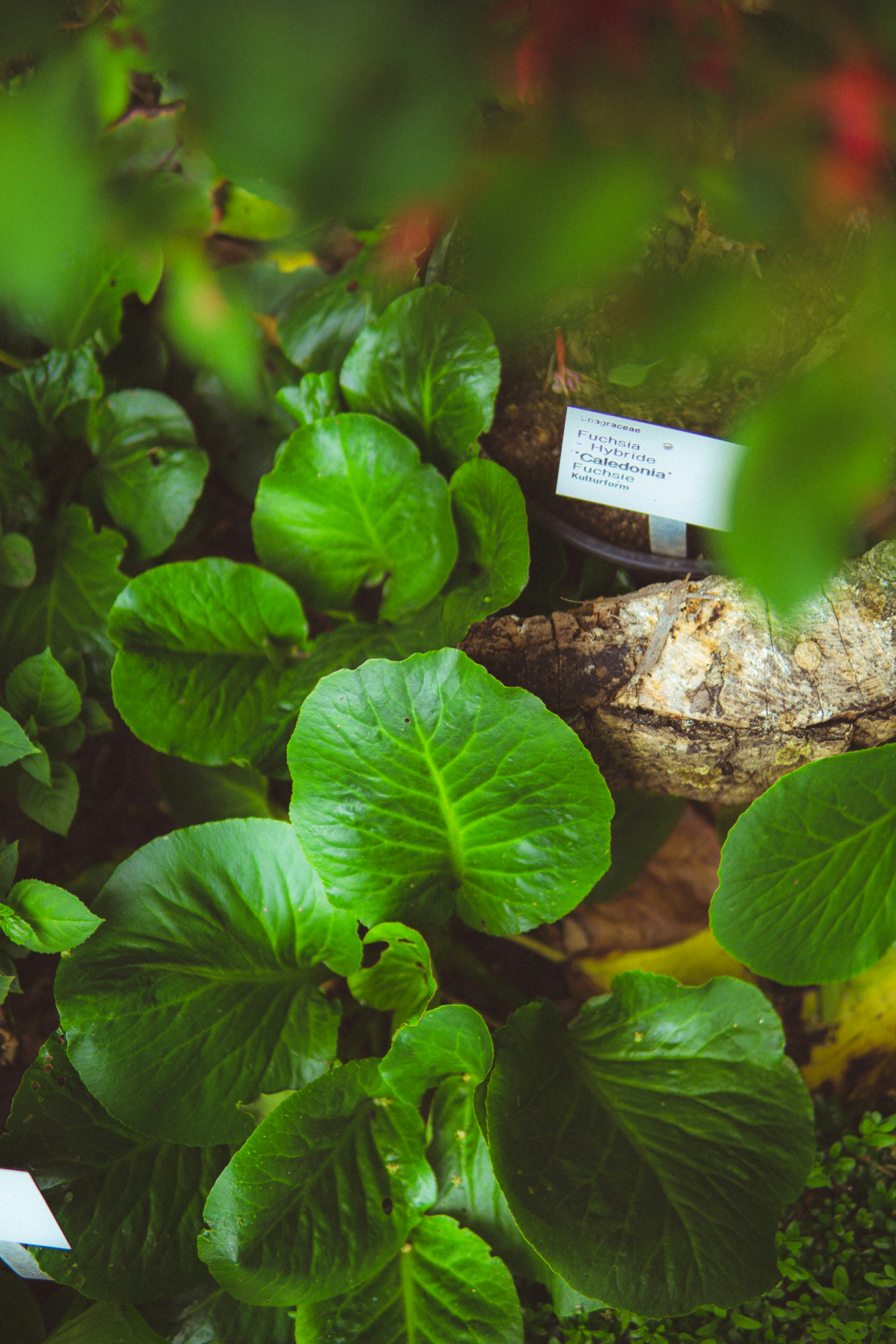 Tag in the Foliage: a Quiet Detail of a Garden Bed