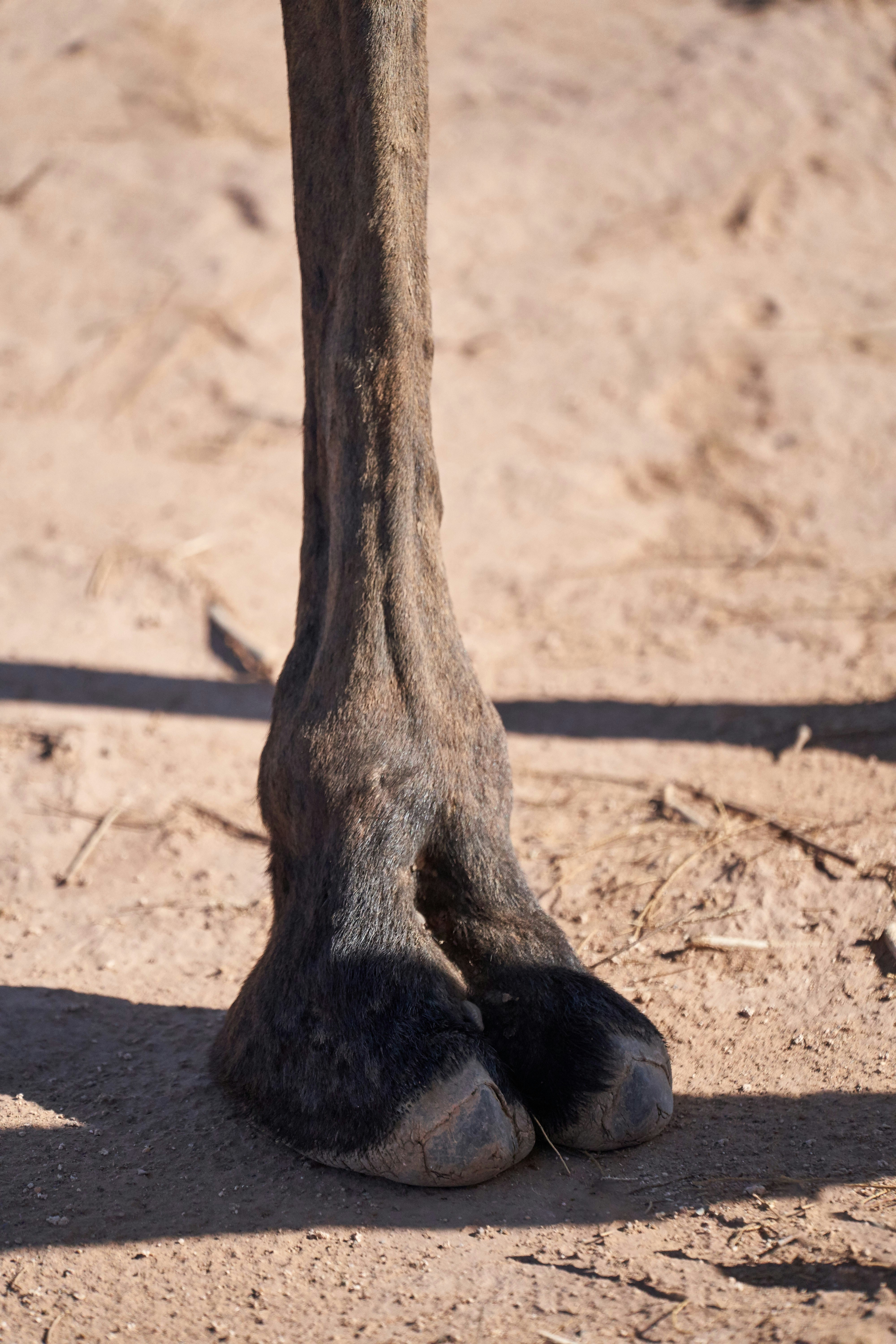 Camel Toe Public Scroller Pictures | Download Free Images on Unsplash